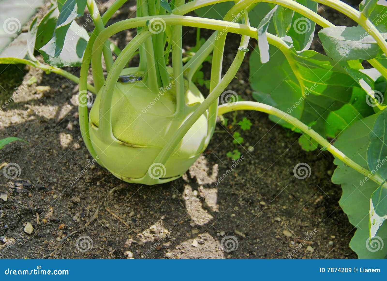 De kool van de raap stock afbeelding. Image of oogst, tuin - 7874289