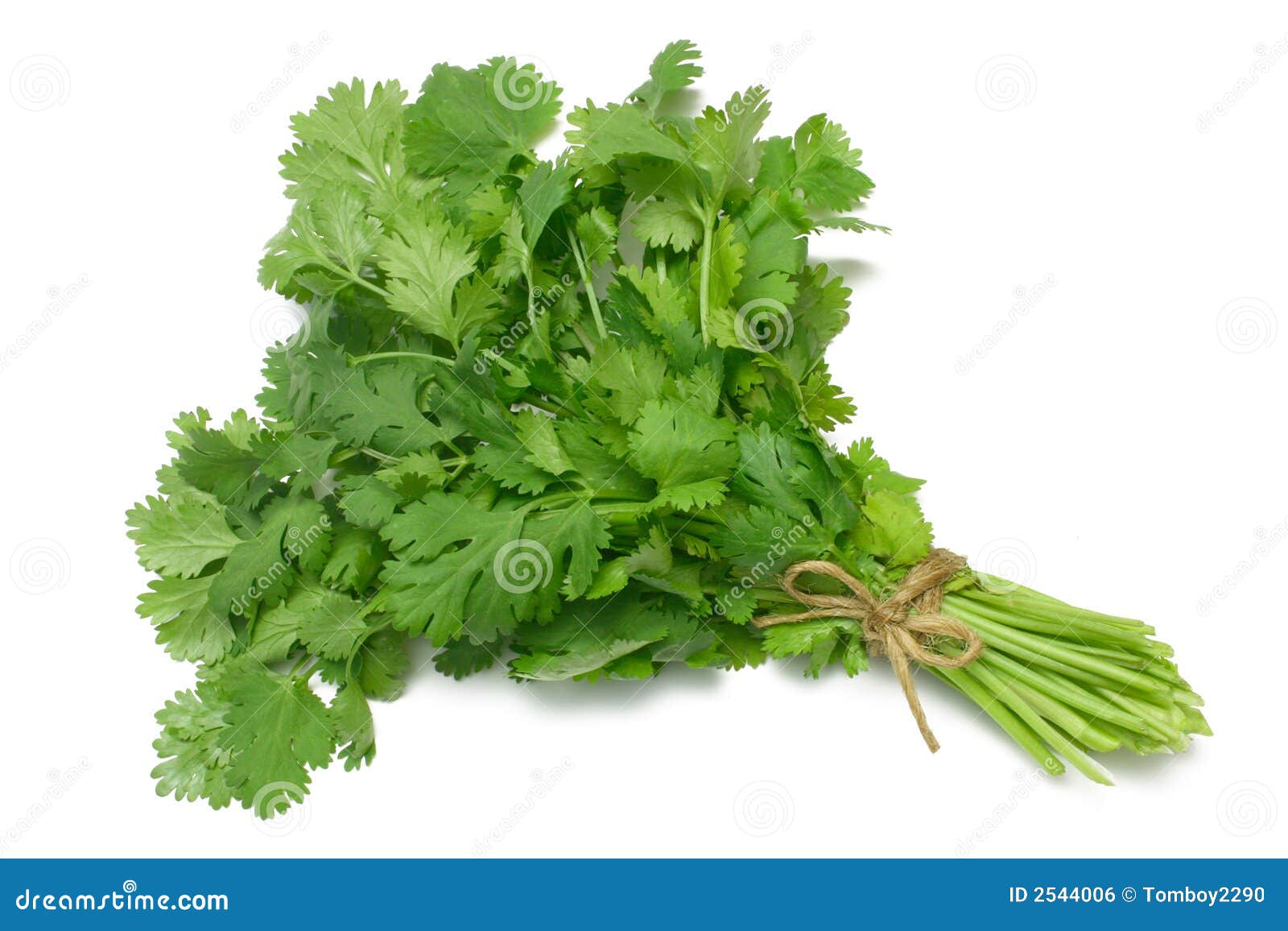 De Koriander/de Koriander Van De Reeks Van Het Kruid Stock Foto - Image ...