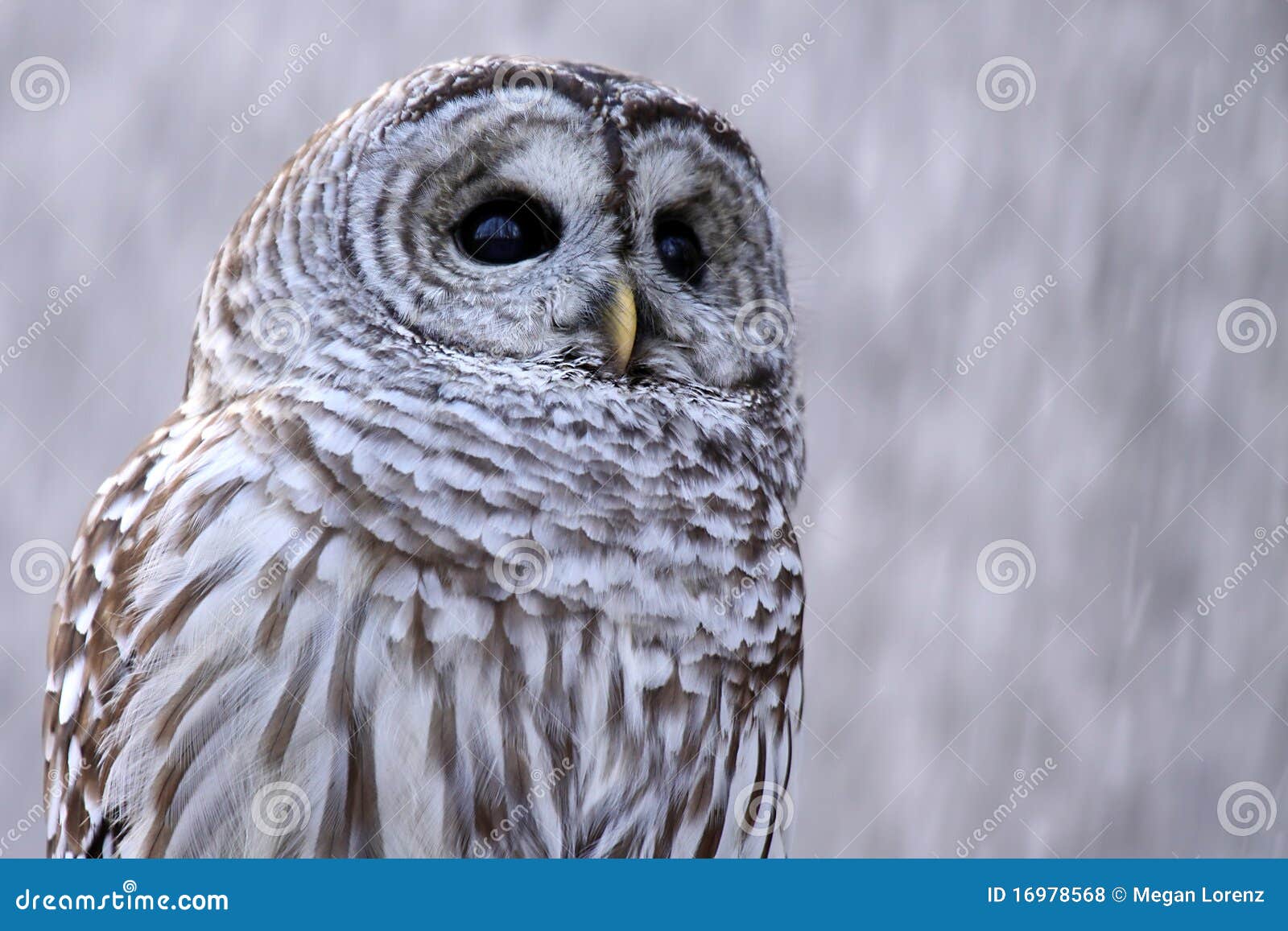 De koude Uil van de Winter stock foto. Image of canada - 16978568