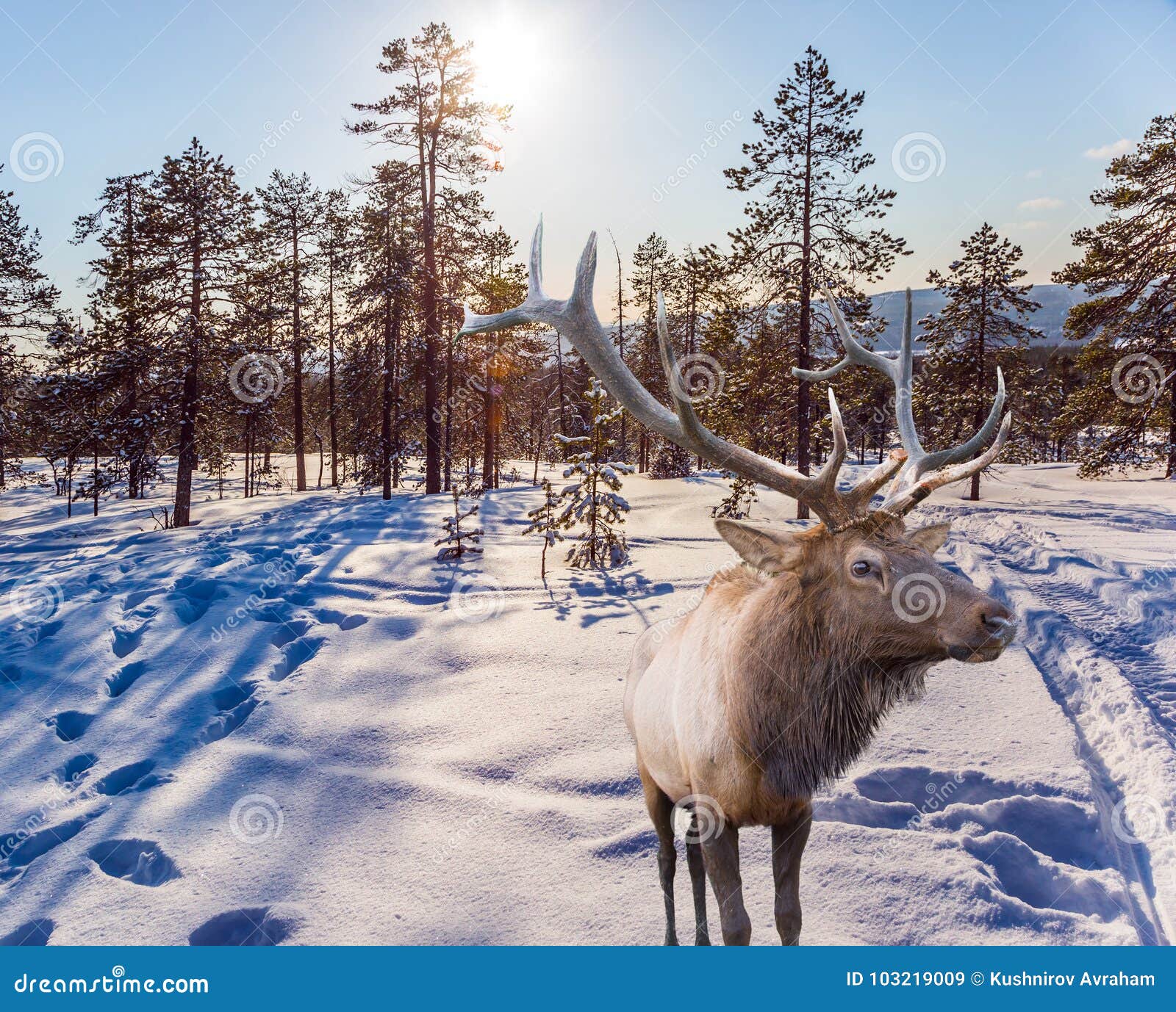 De koude Winter stock afbeelding. Image of buiten, reis - 103219009