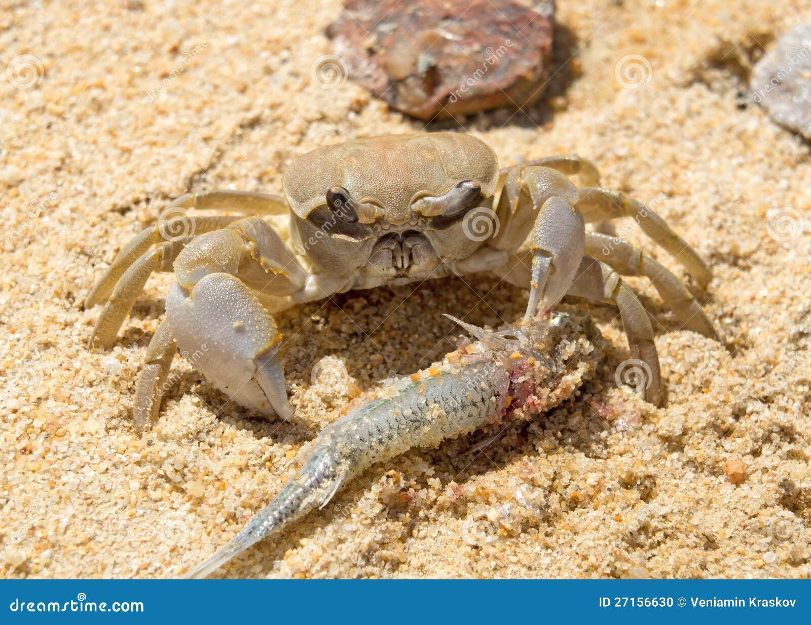 De krab eet een vis stock foto. Image of voedsel, oceaan - 27156630