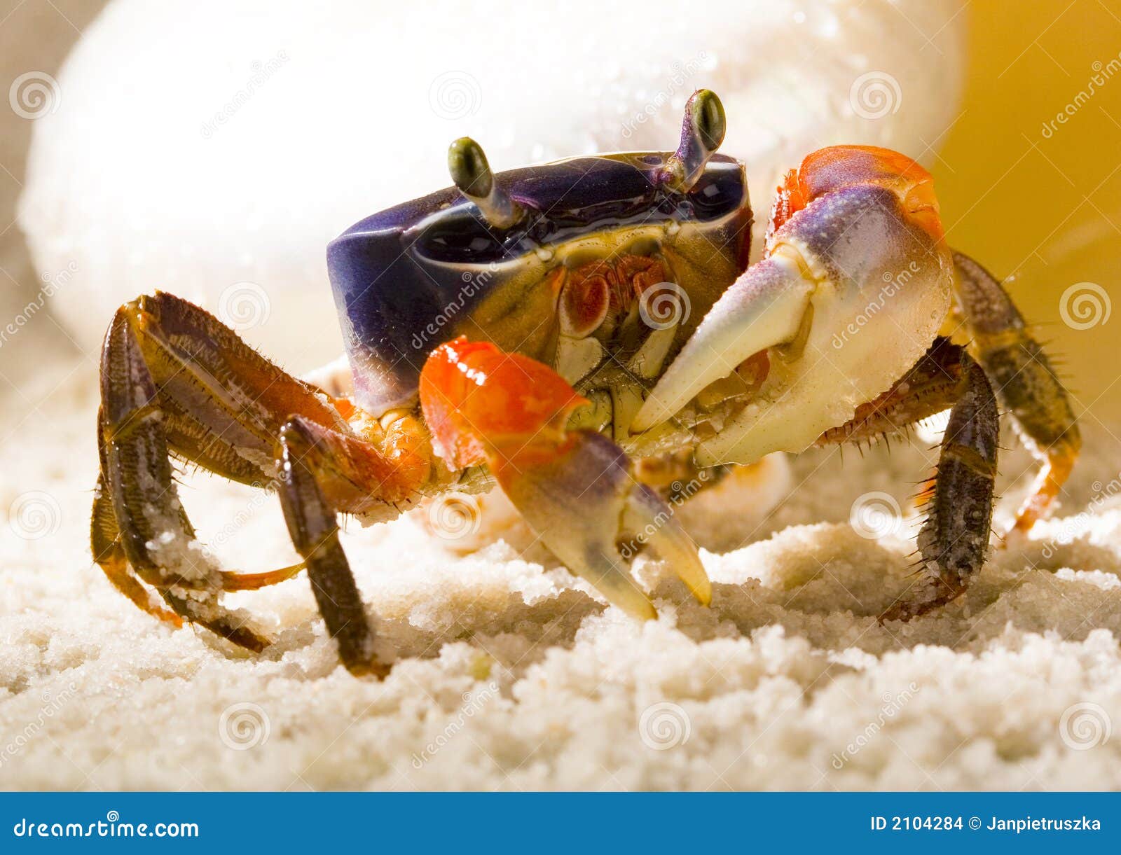De krab met shells stock foto. Image of pincs, kleuren - 2104284
