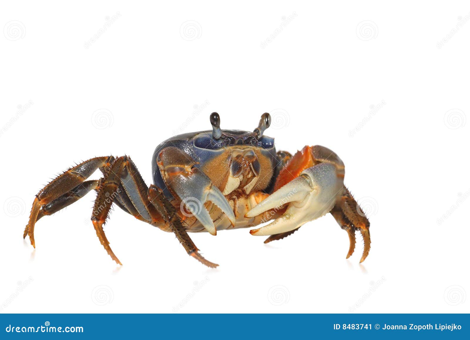 De krab van de regenboog stock afbeelding. Image of dier - 8483741