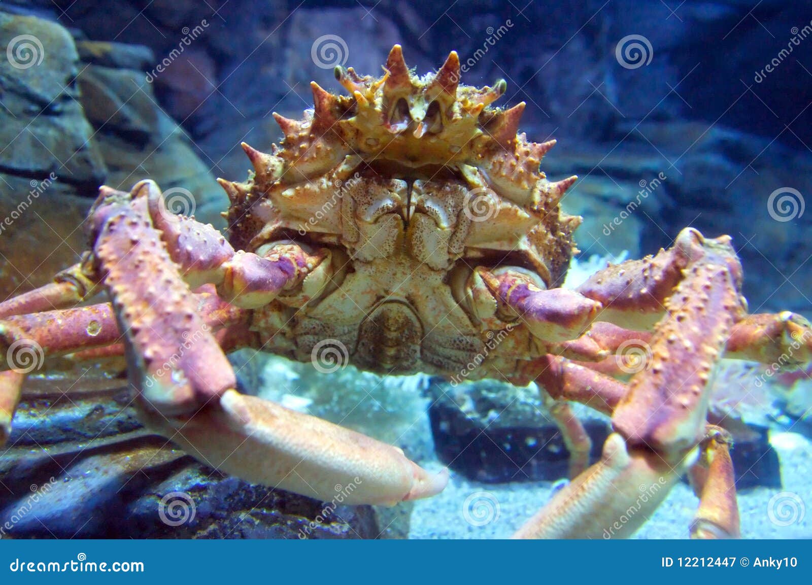 De Krab Van De Spin (squinado Maja) Stock Afbeelding - Image of krab ...