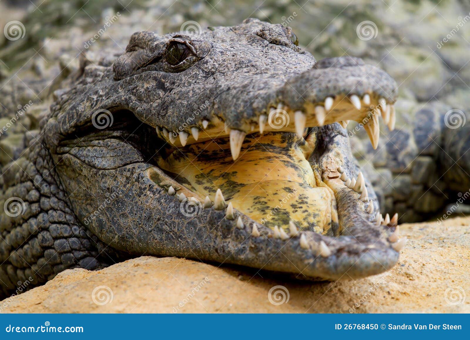 De Krokodil Koelt Neer Met Open Mond Stock Foto - Image of gezicht ...
