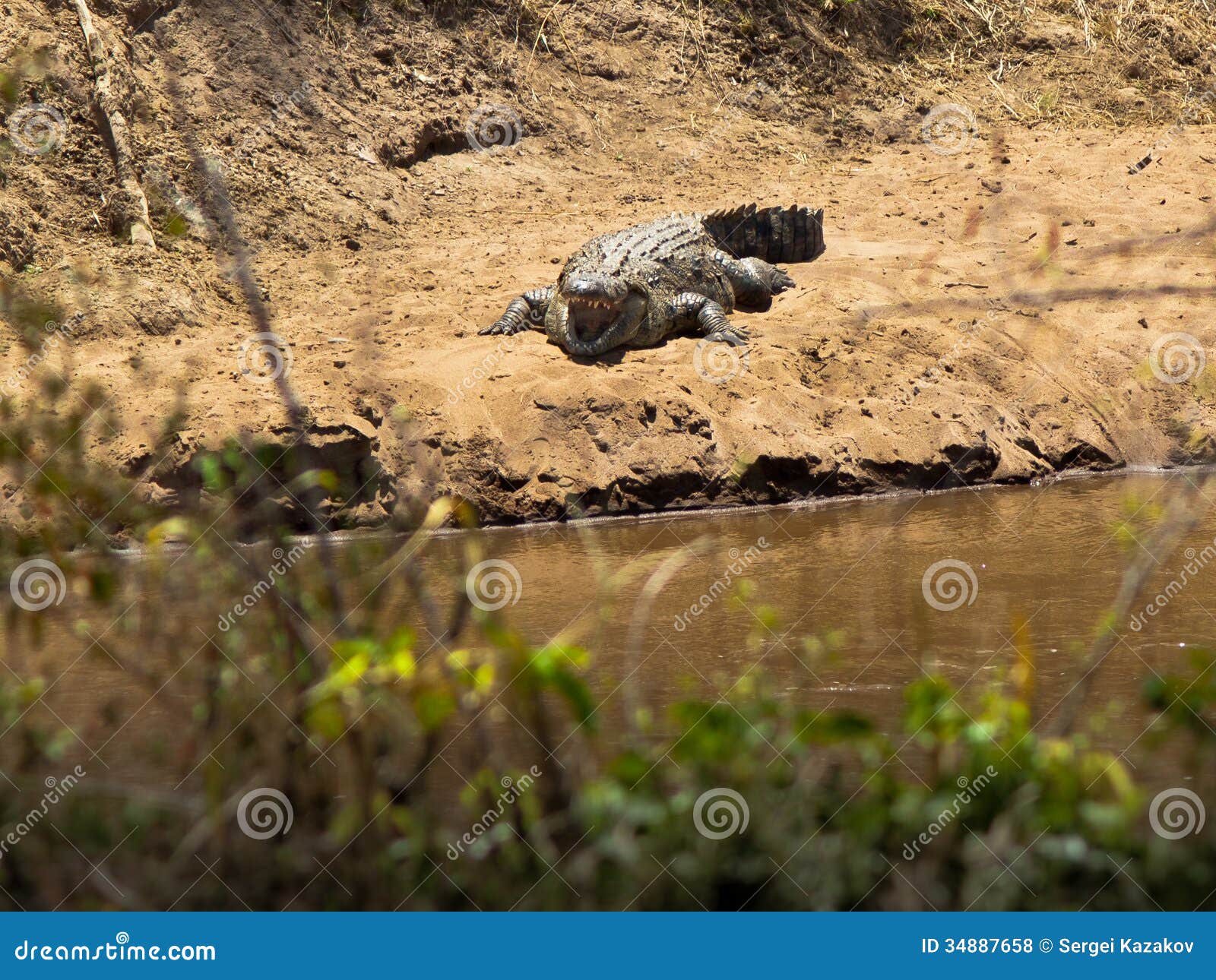De Krokodil Met Open Mond Ligt Op De Kust Stock Foto - Image of gebied ...