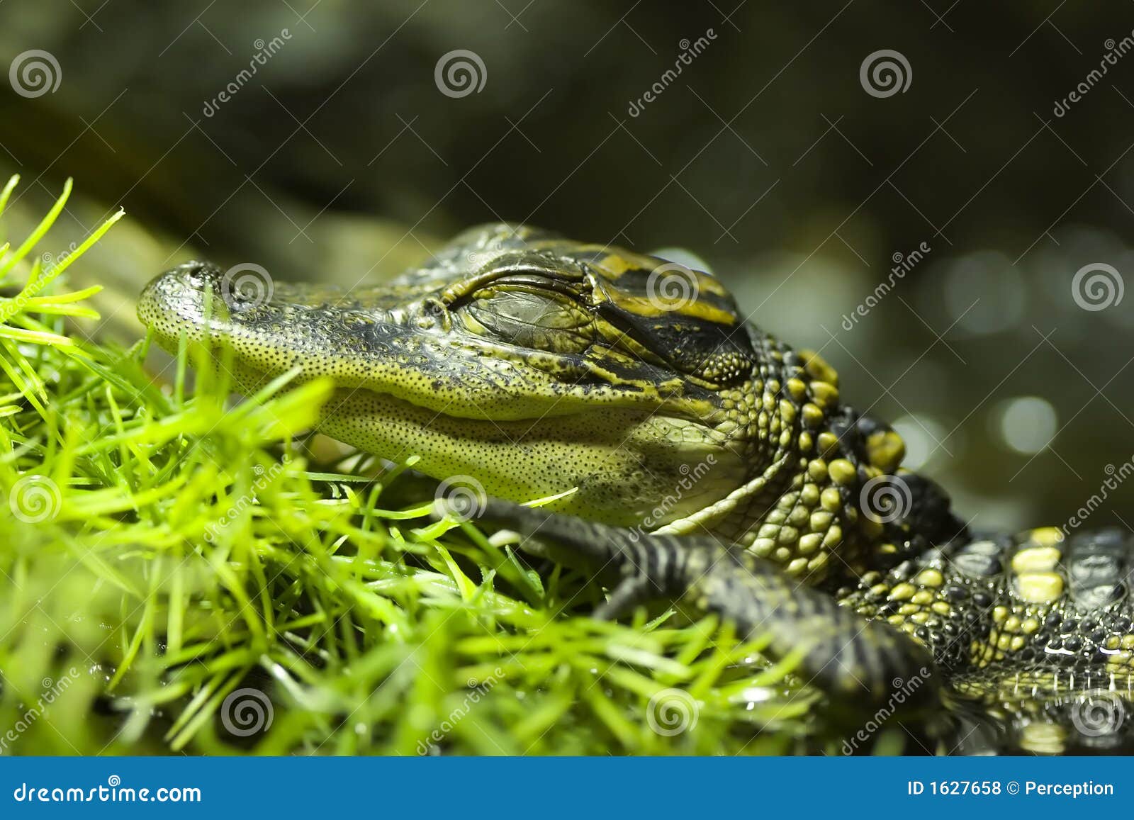 De Krokodil van de baby stock foto. Image of groen, geschubd - 1627658