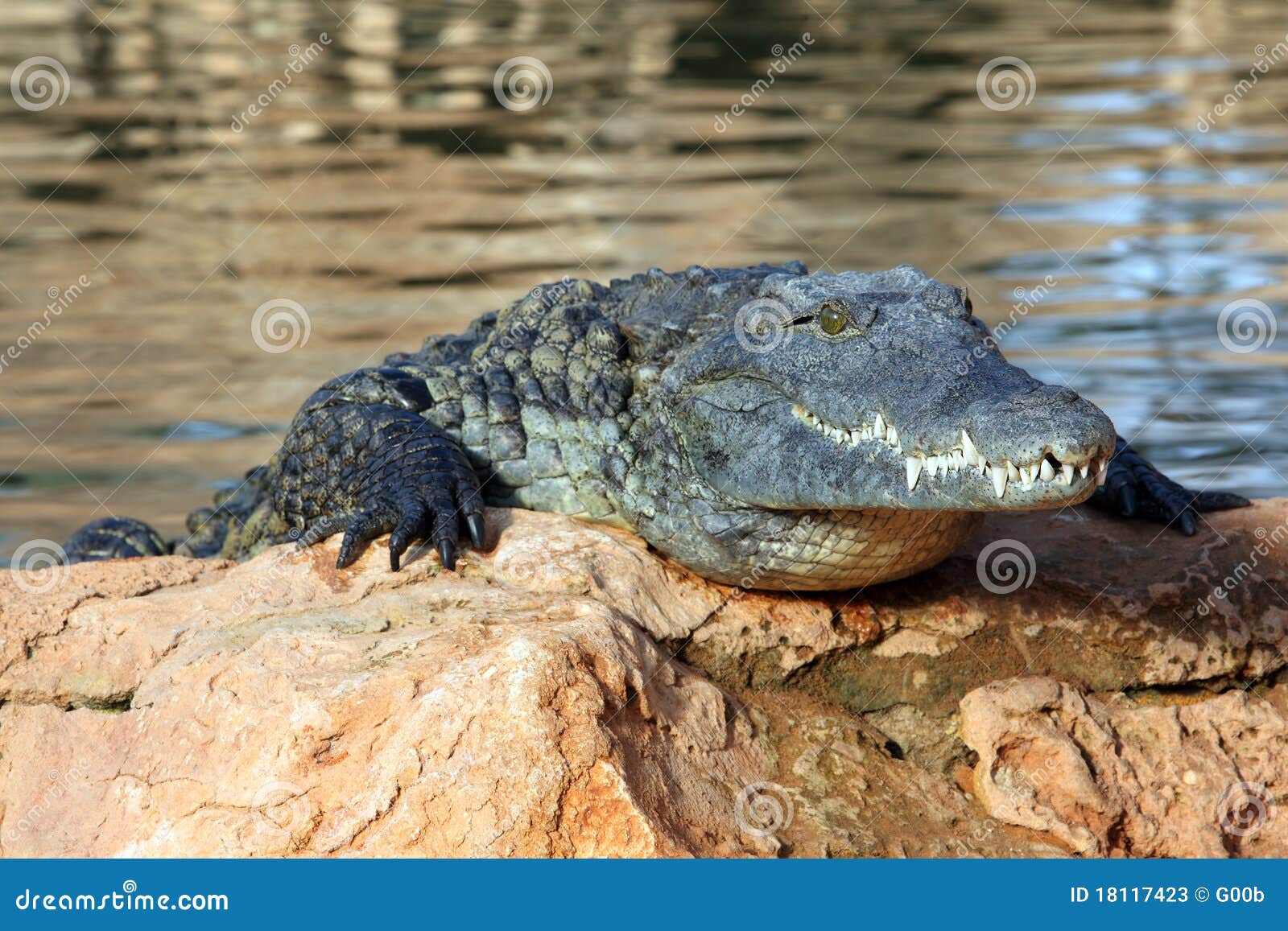 De krokodil van Nijl stock afbeelding. Image of alligator - 18117423