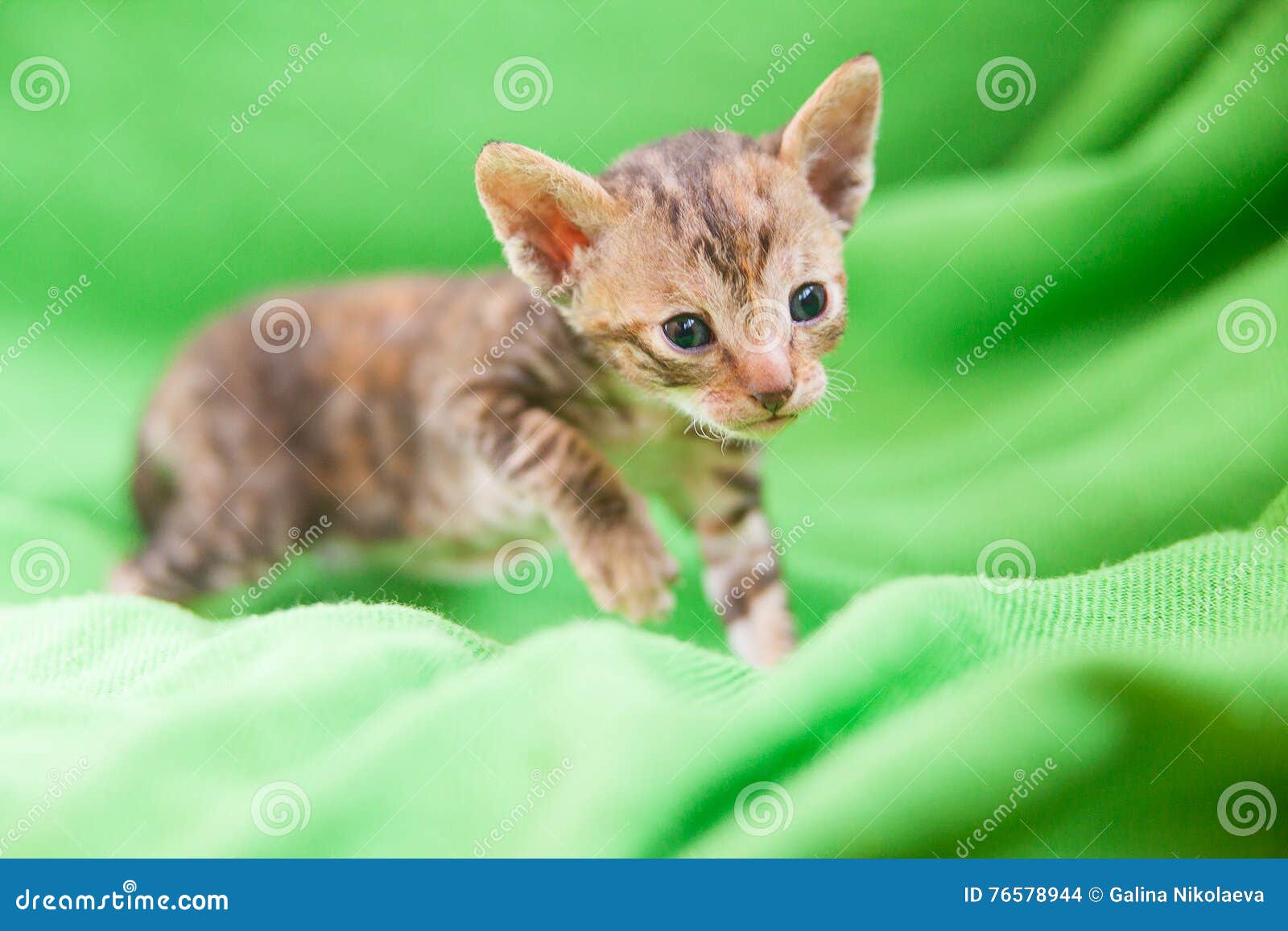 De Krullend-haired Kat is Boos En Onderzoekend De Camera Stock Foto ...