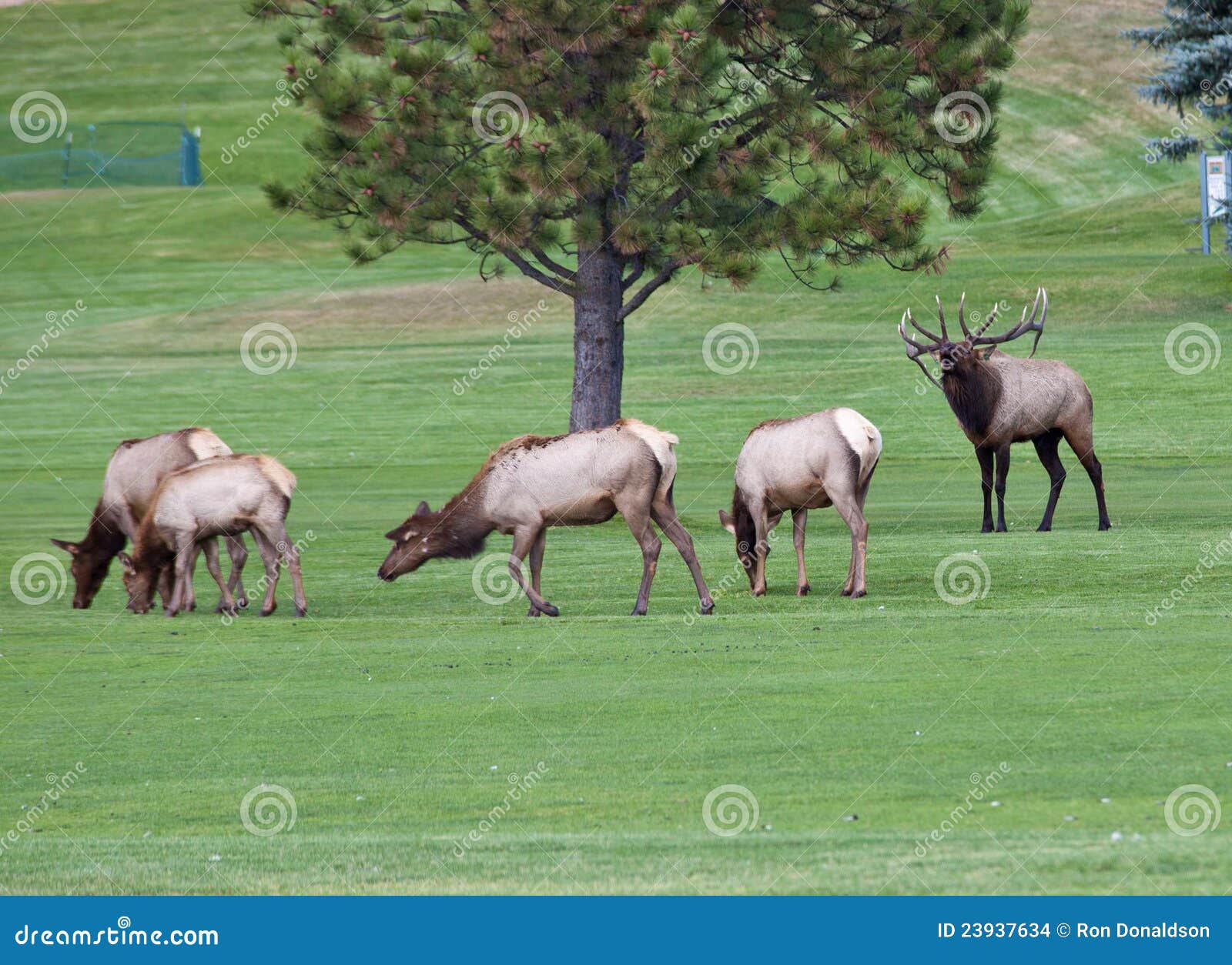 De Kudde Van Elanden Op De Cursus Van Het Golf Stock Foto - Image of ...