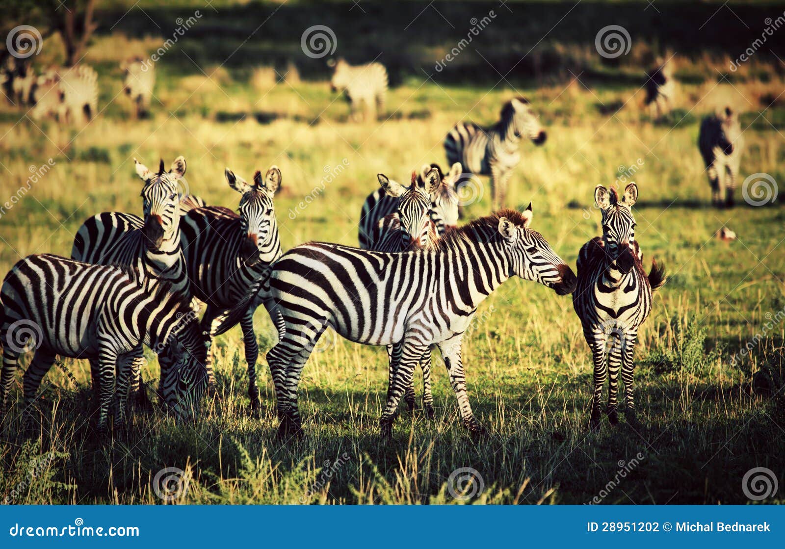 De Kudde Van Zebras Op Afrikaanse Savanne. Stock Foto - Image of grijs ...