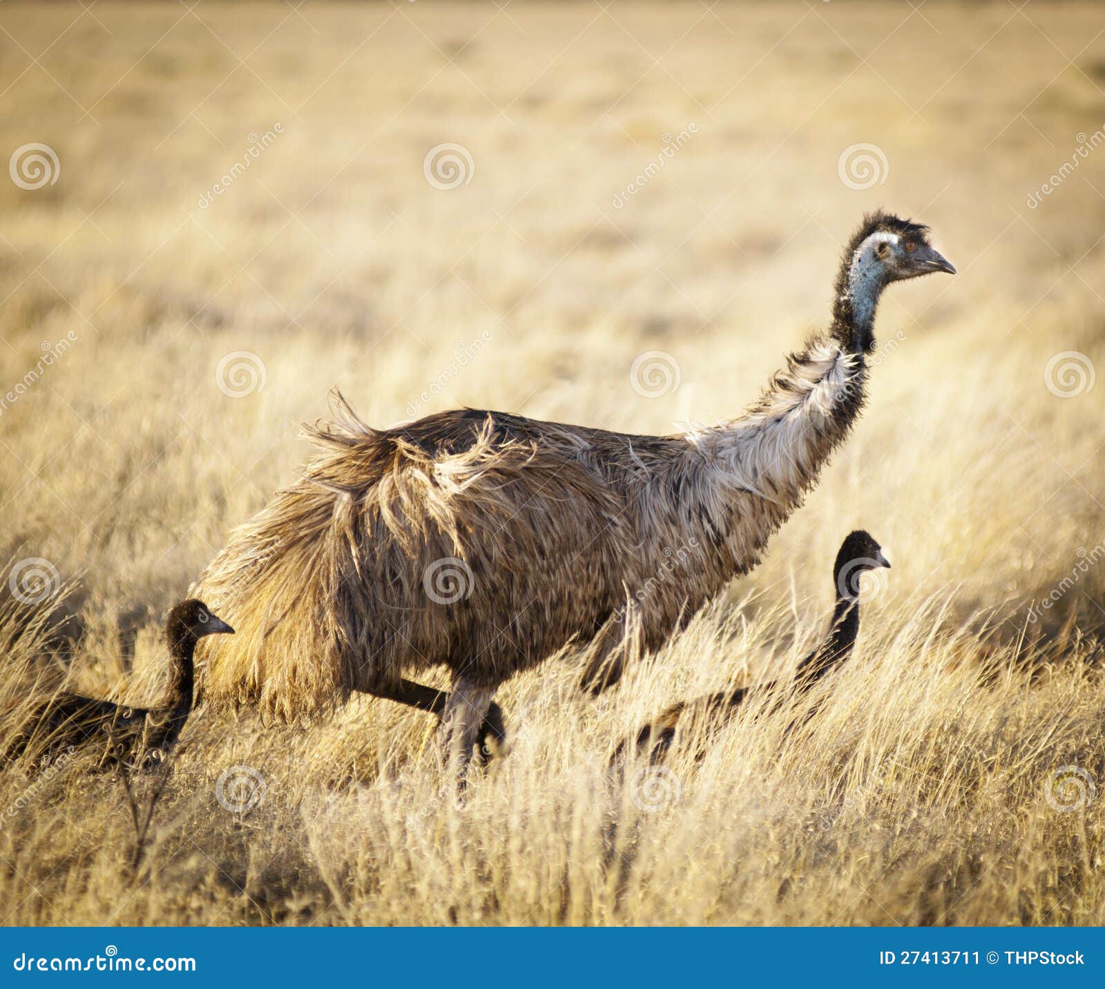 De Kuikens van de emoe stock afbeelding. Image of wildernis - 27413711