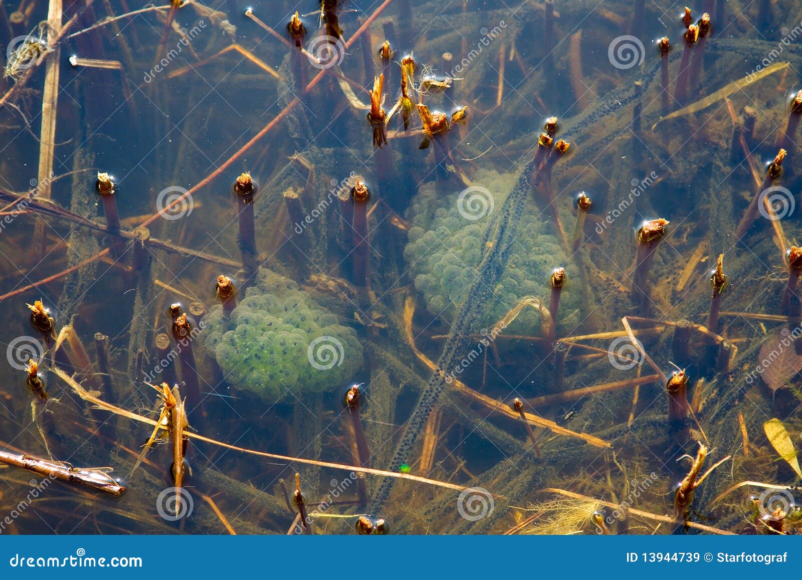 De kuit van de kikker stock afbeelding. Image of zwembad - 13944739