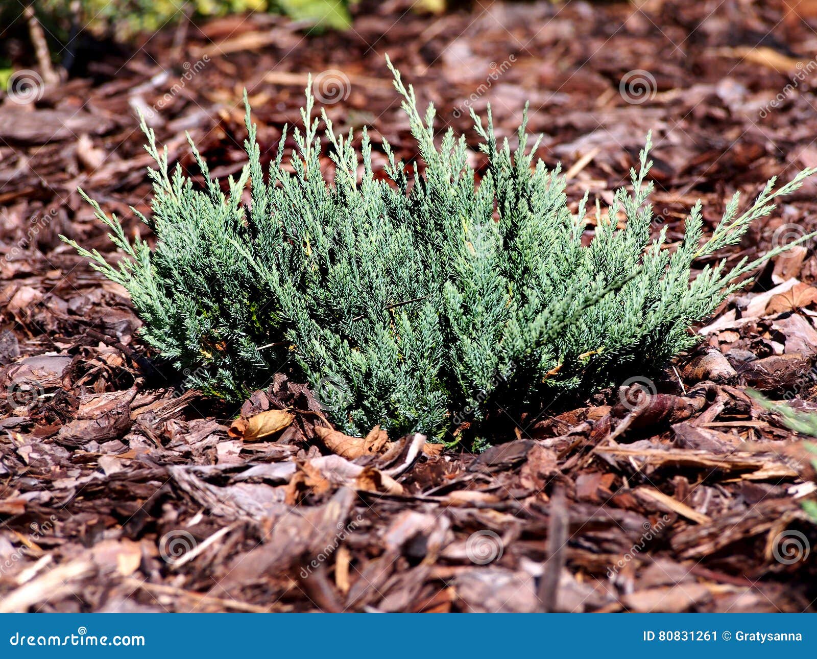 ` De La Blue Chip Del ` De Los Horizontalis Del Juniperus Imagen de ...