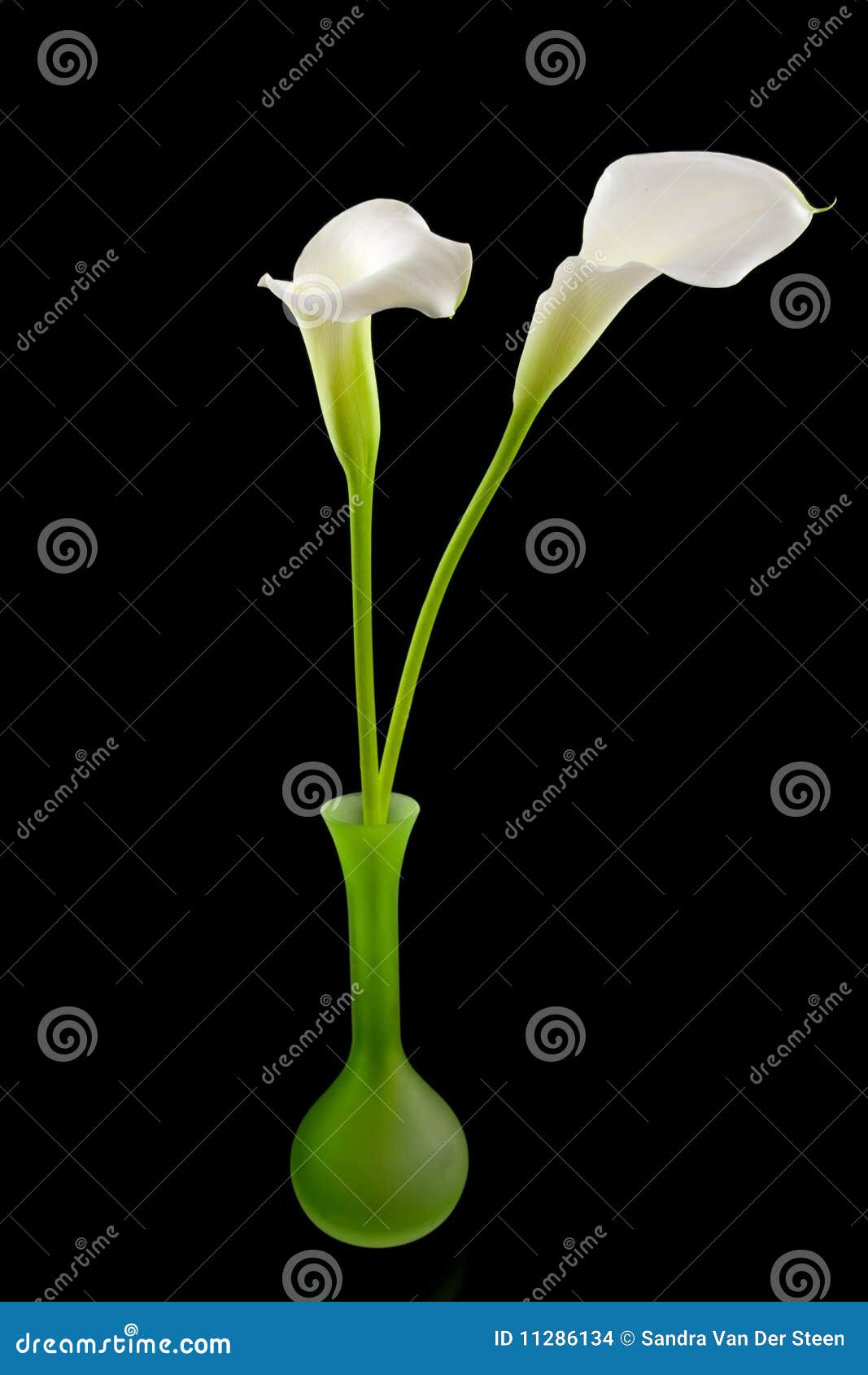 De La Cala Flor Blanca Lilly En Florero Verde Foto de archivo - Imagen ...