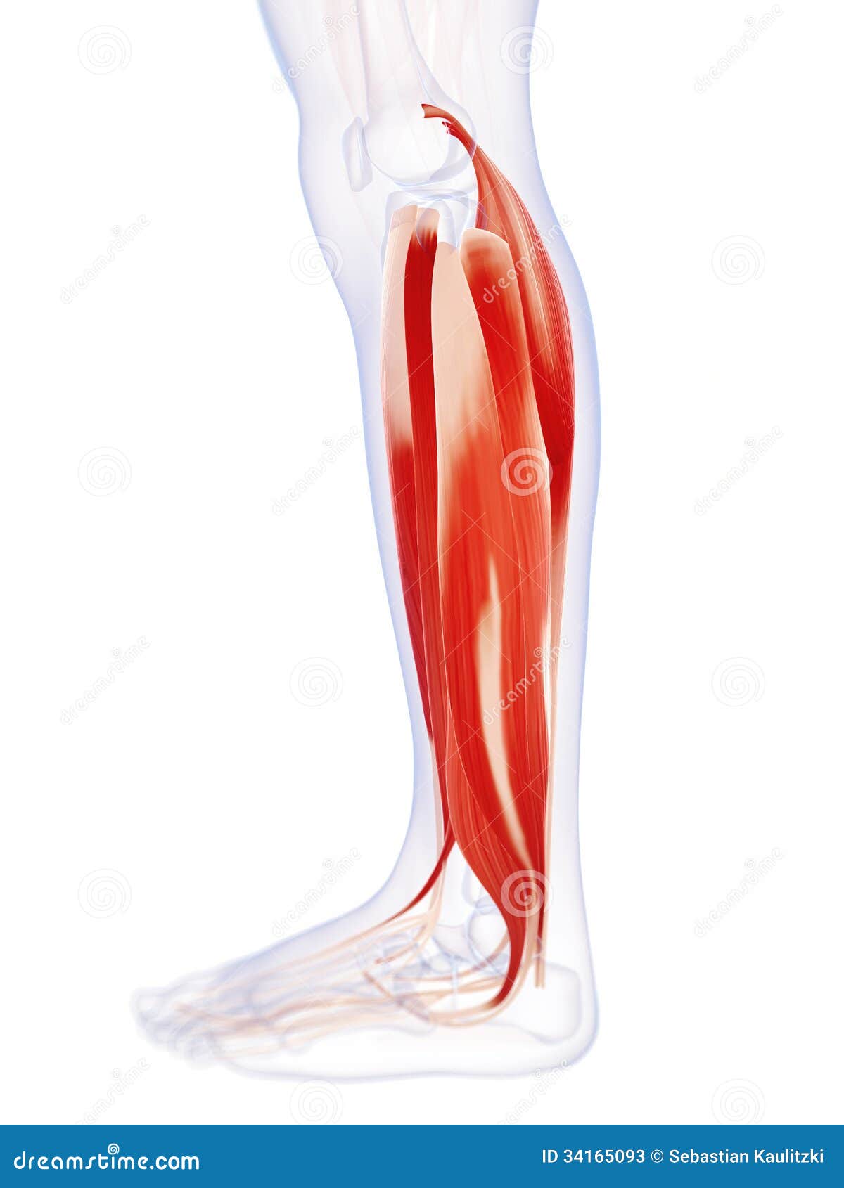 De lagere beenspieren stock illustratie. Illustration of anatomie ...