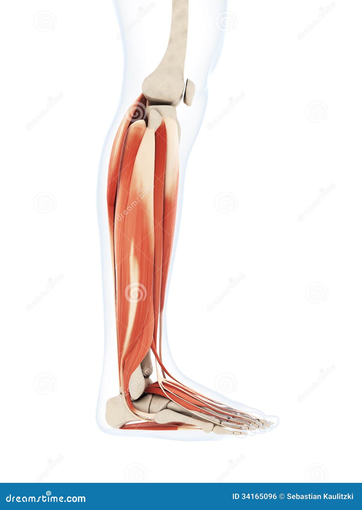 De lagere beenspieren stock illustratie. Illustration of knie - 34165096