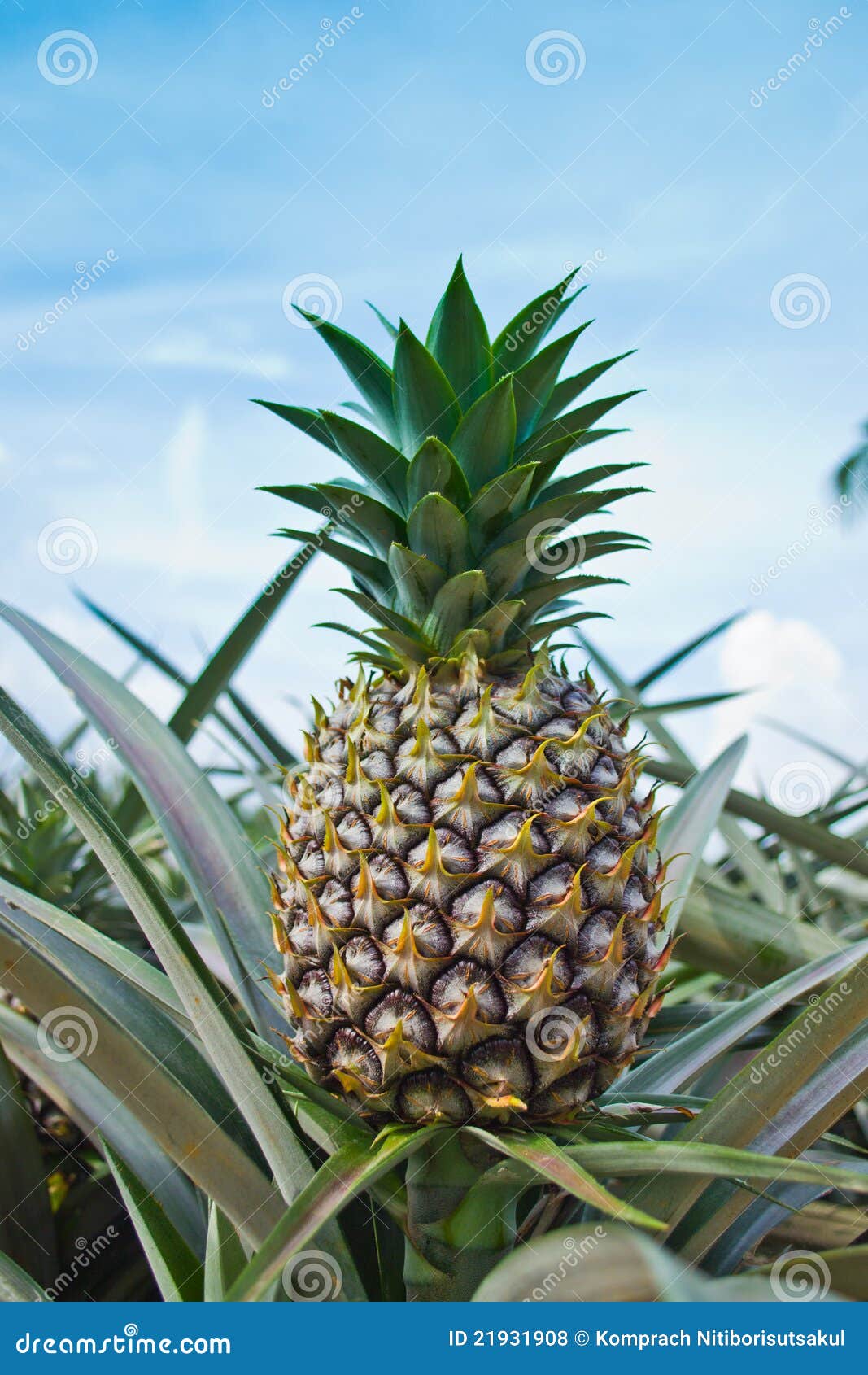 De Landbouwbedrijven Van De Ananas. Stock Foto - Image of gewas, gebied ...
