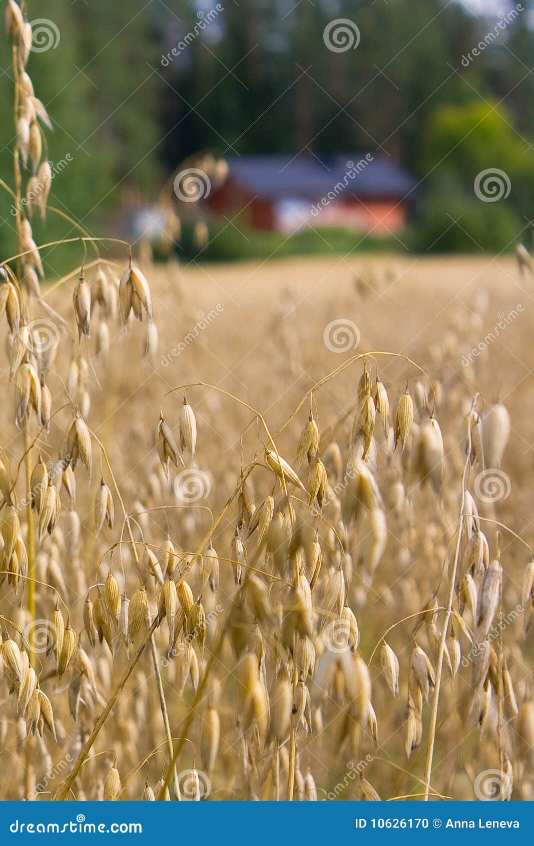De Landbouwgrond Van De Haver Stock Foto - Image of gouden, gebied ...