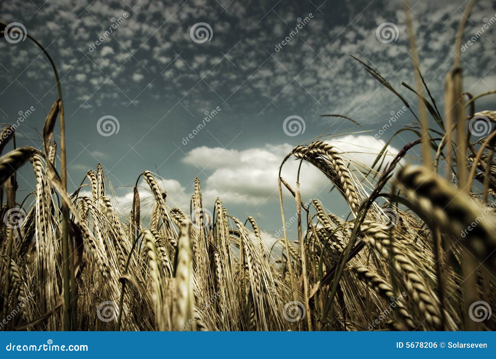 De Landelijke Gebieden Van Het Graan Stock Foto - Image of gebied ...