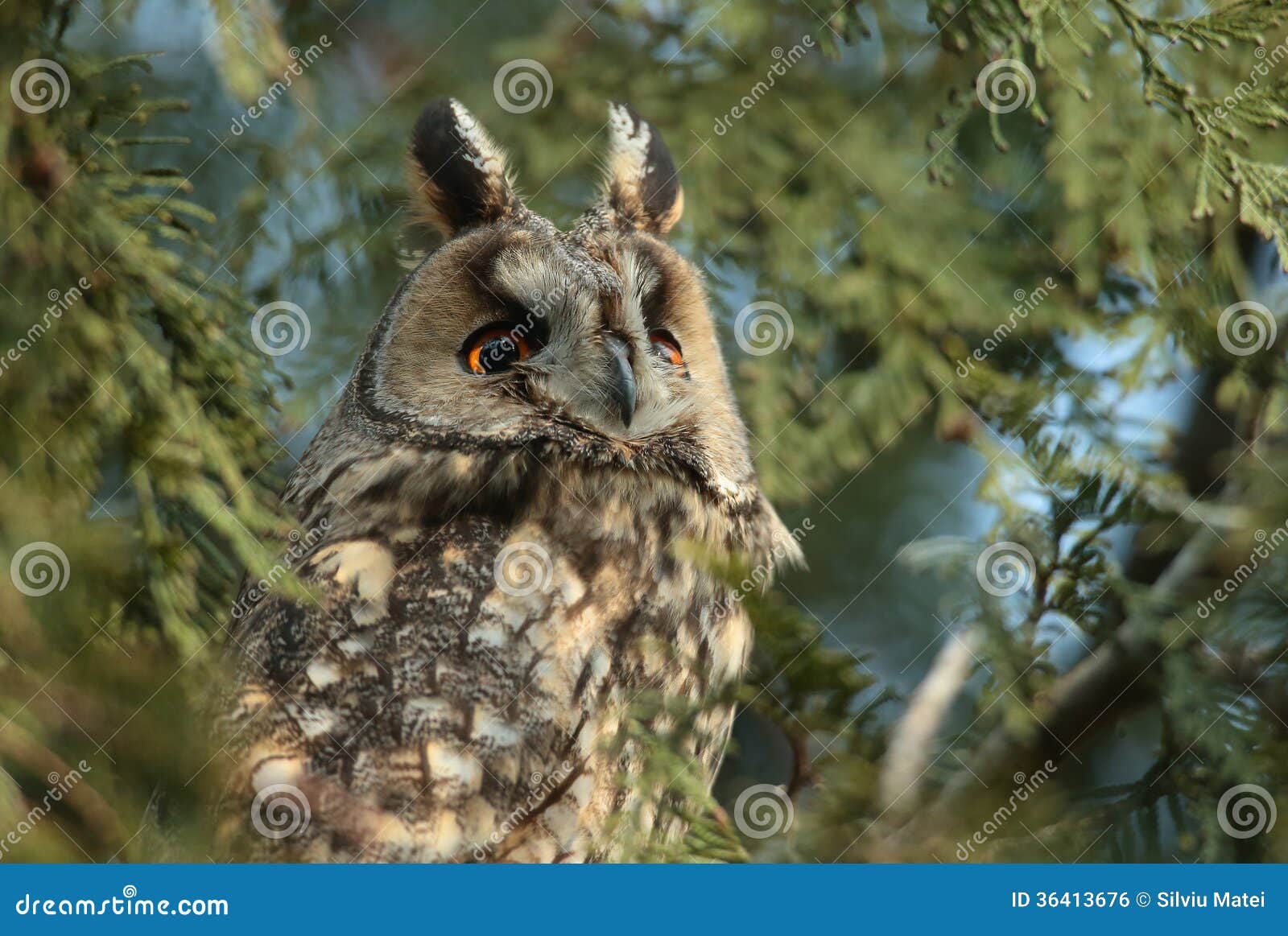 De Lang-Eared Uil (Asio-otus) Op De Boom Stock Foto - Image of bruin ...