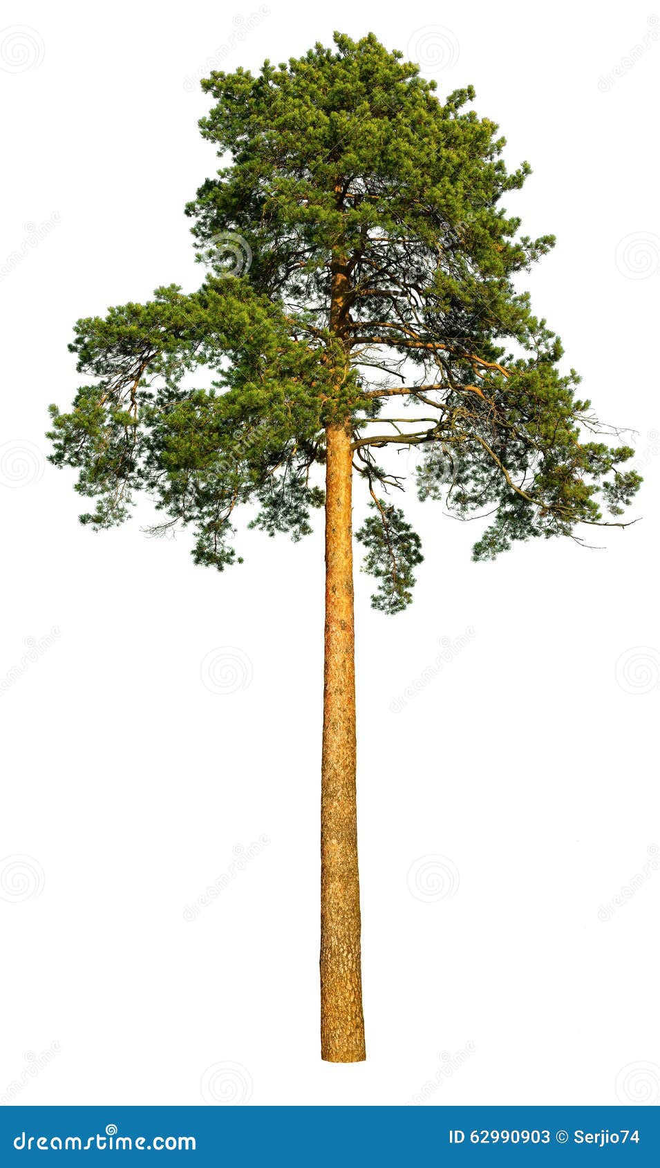 De Lange Boom Van De Pijnboom Stock Afbeelding - Image of voorwerp ...