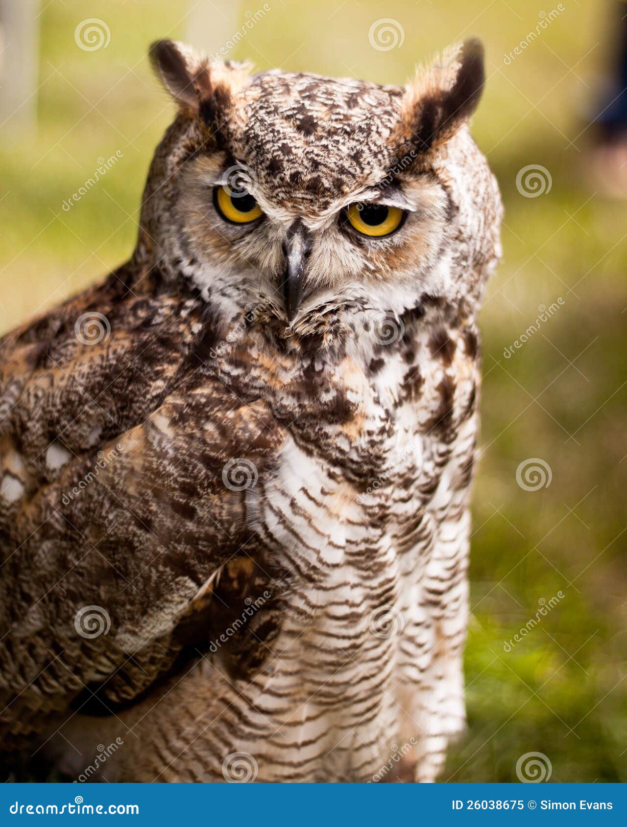 De lange oren van de uil stock afbeelding. Image of hoofd - 26038675