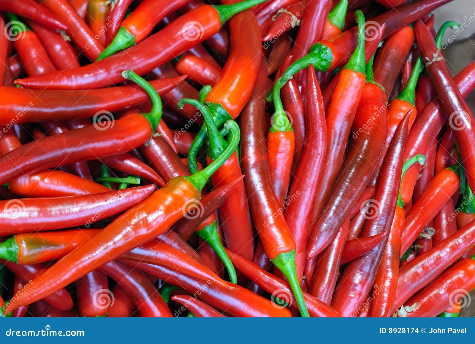 De Lange Rode Peper Van Chili -- Capsicum Annuum Amando Stock Foto ...