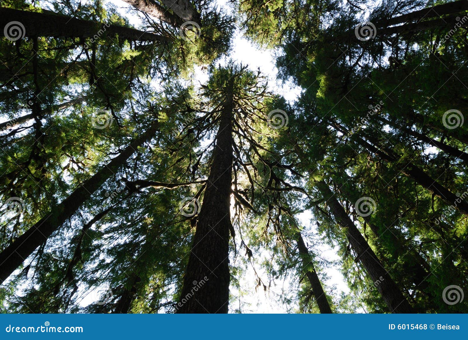 De lange Spar van Douglas stock foto. Image of uitziend - 6015468