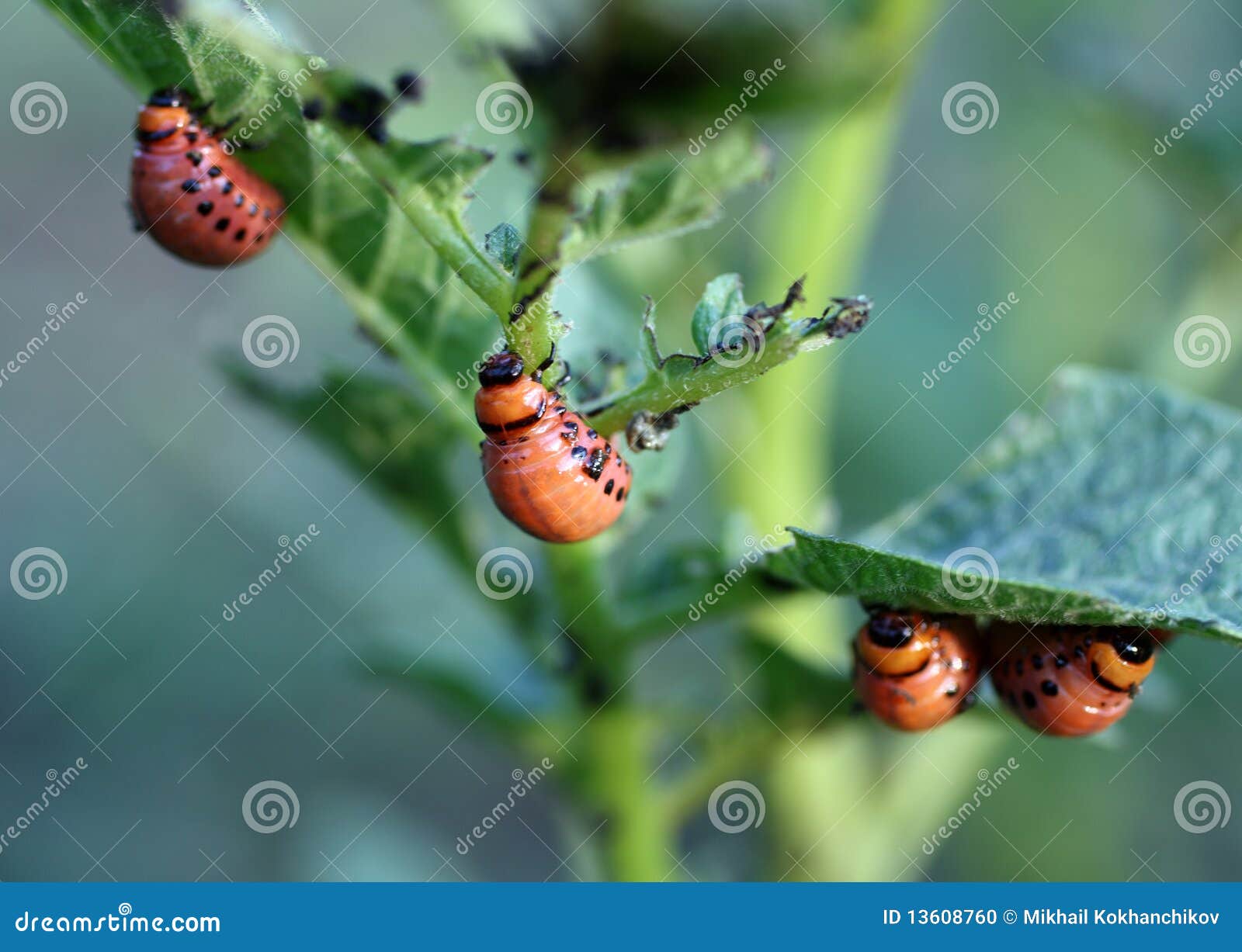 De Larve Van De Coloradokever Stock Foto - Image of cultuur, aardappel ...
