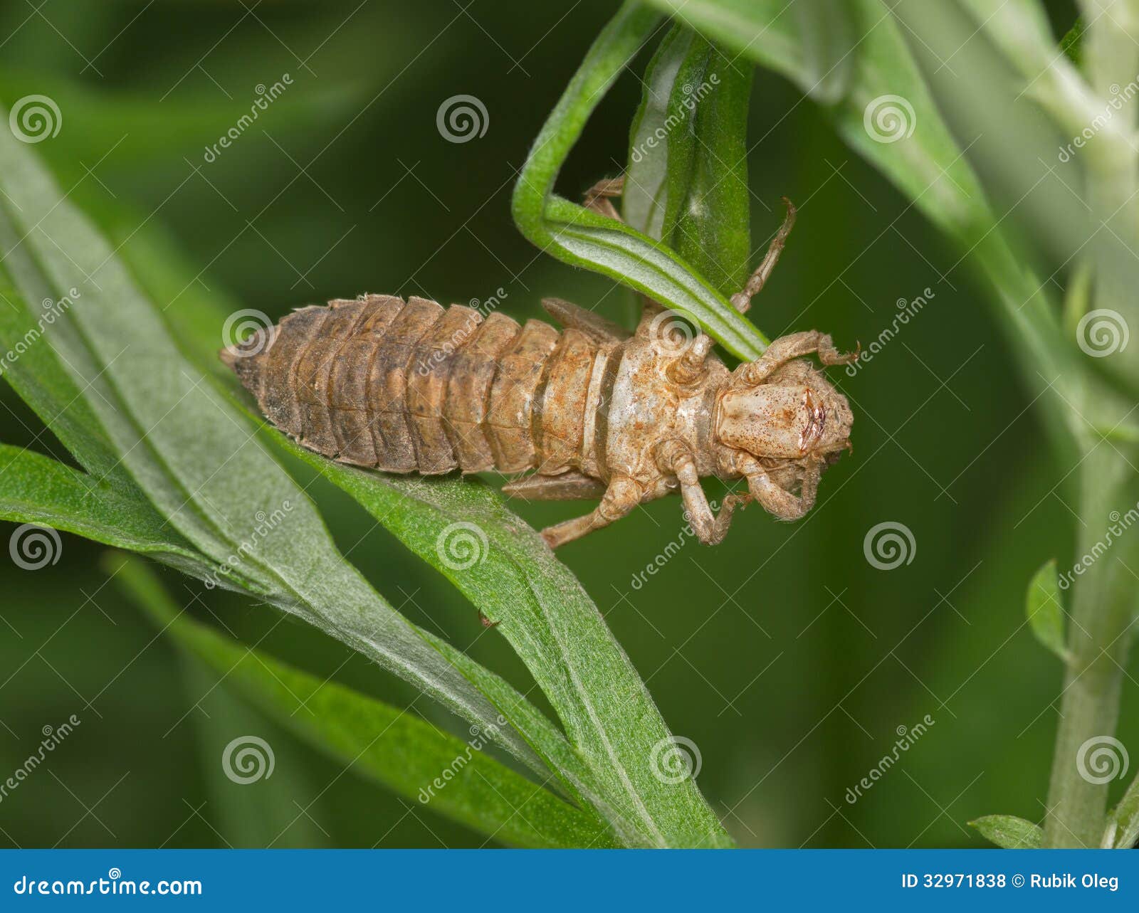 De Larve Van Een Libel Na Ruit Stock Foto - Image of grijs, groen: 32971838