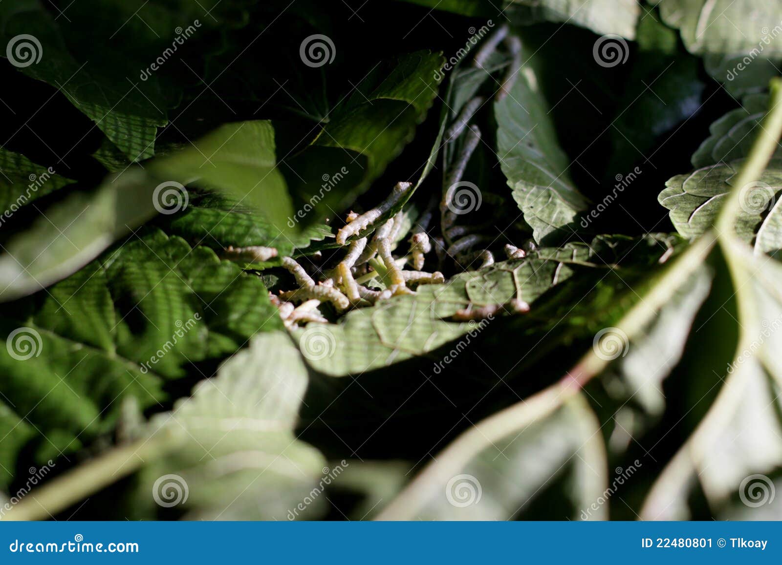 De larven van de zijderups stock afbeelding. Image of economie - 22480801