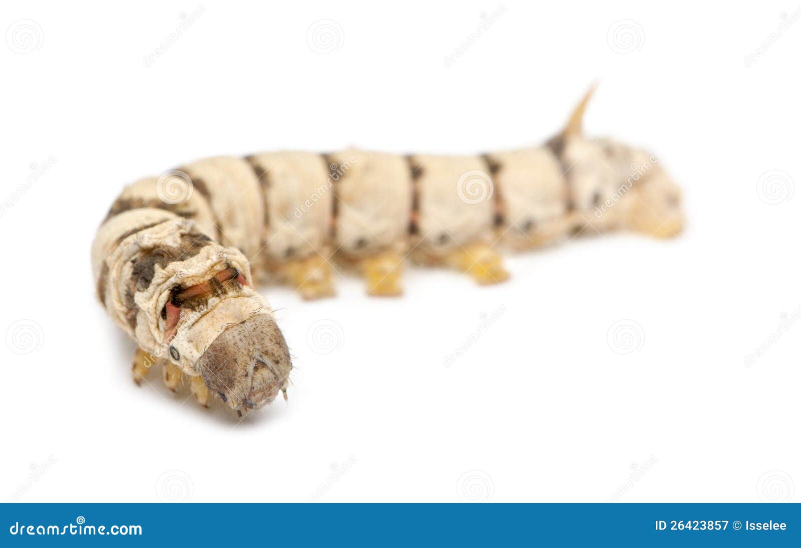 De Larven Van De Zijderups, Bombyx Mori Stock Afbeelding - Image of ...