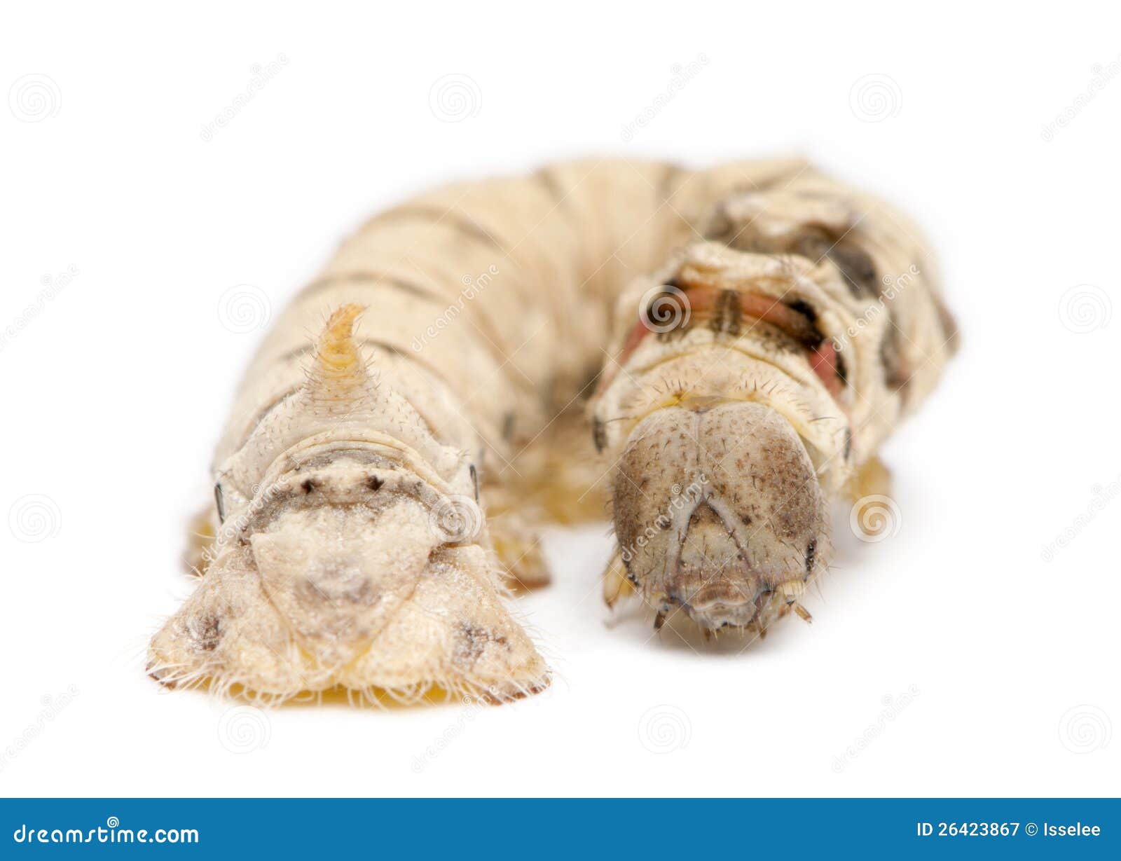 De Larven Van De Zijderups, Bombyx Mori Stock Afbeelding - Image of ...