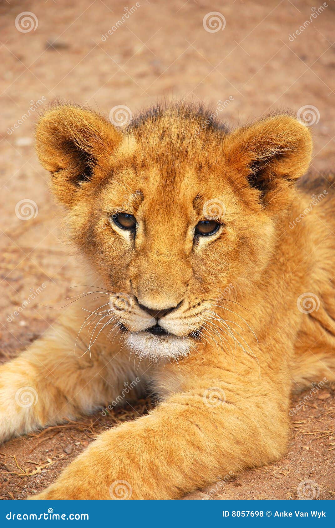 De leeuw van de baby stock foto. Image of aandrijving - 8057698