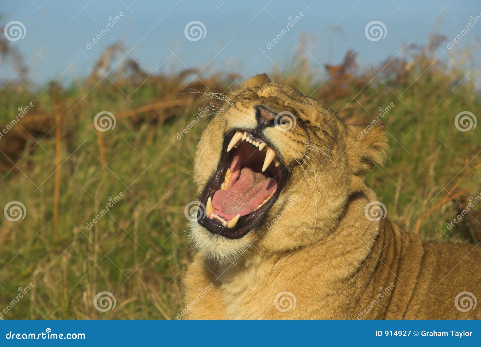 De leeuwin van de geeuw stock afbeelding. Image of geeuw - 914927