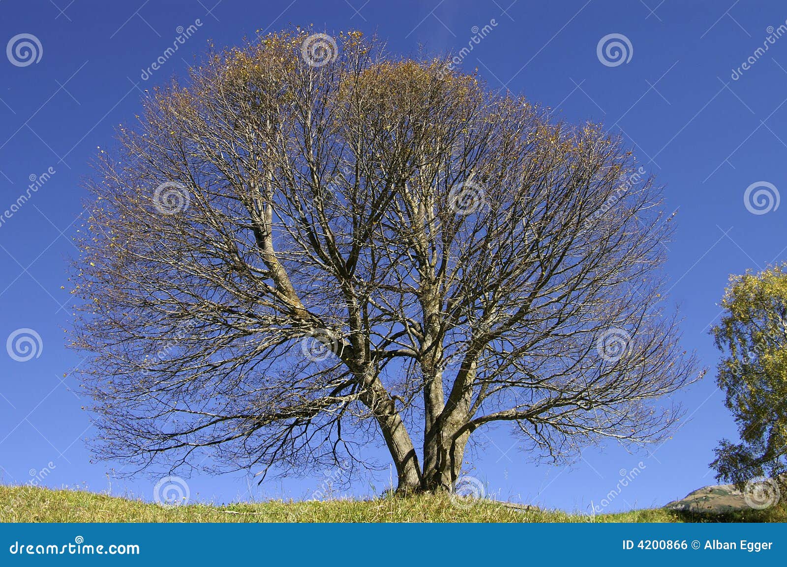 De lege Boom van de Beuk stock foto. Image of seizoen - 4200866
