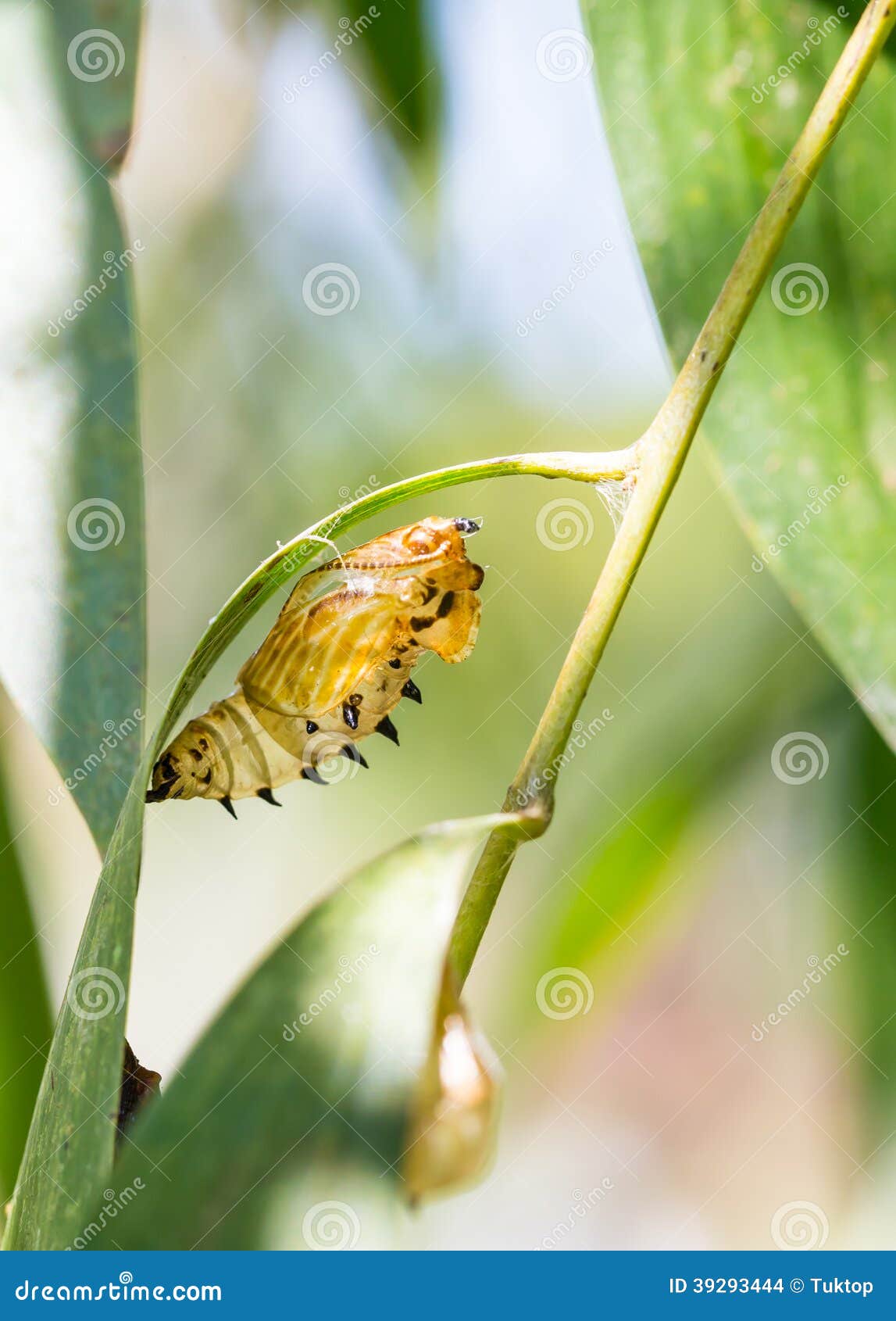 De lege pop van vlinder stock foto. Image of biologisch - 39293444