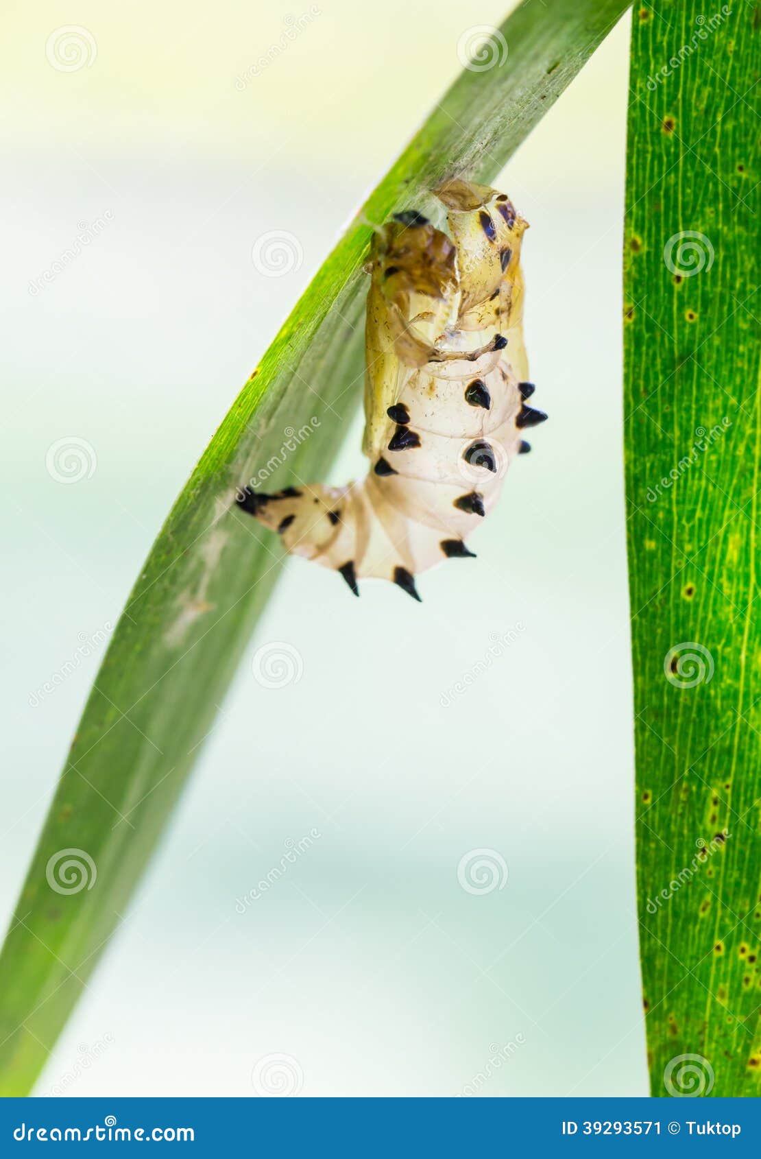 De lege pop van vlinder stock afbeelding. Image of dier - 39293571