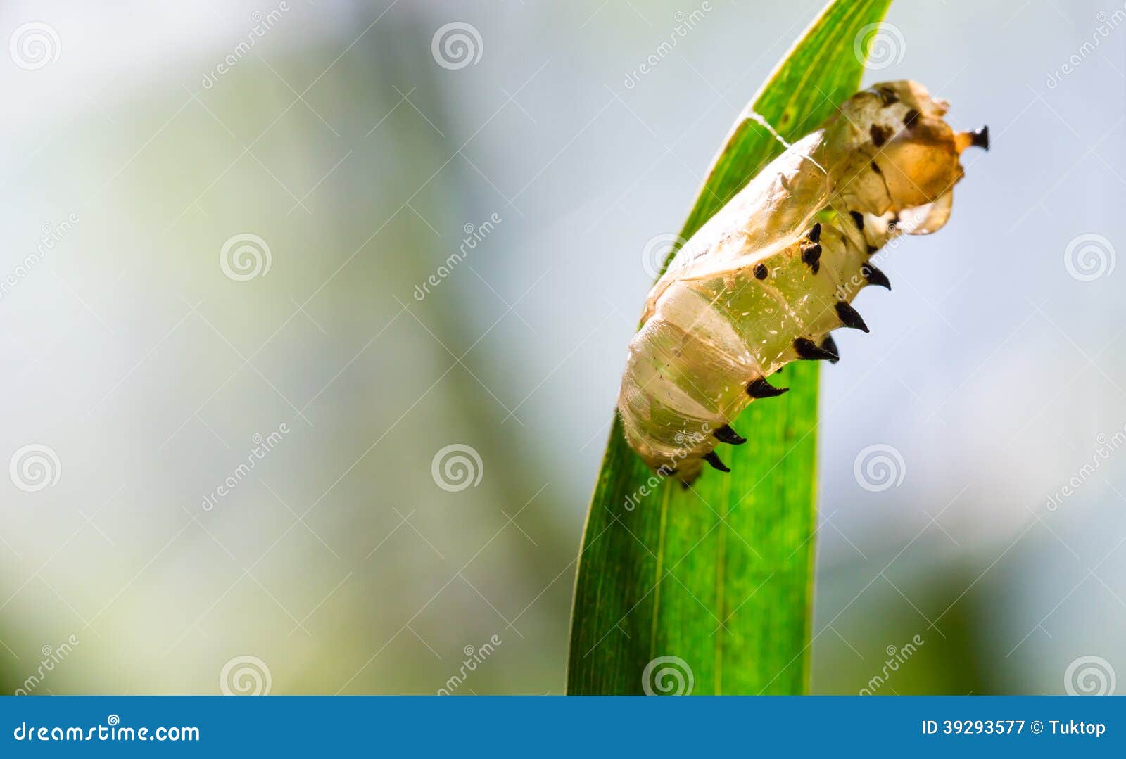 De lege pop van vlinder stock afbeelding. Image of schepsel - 39293577