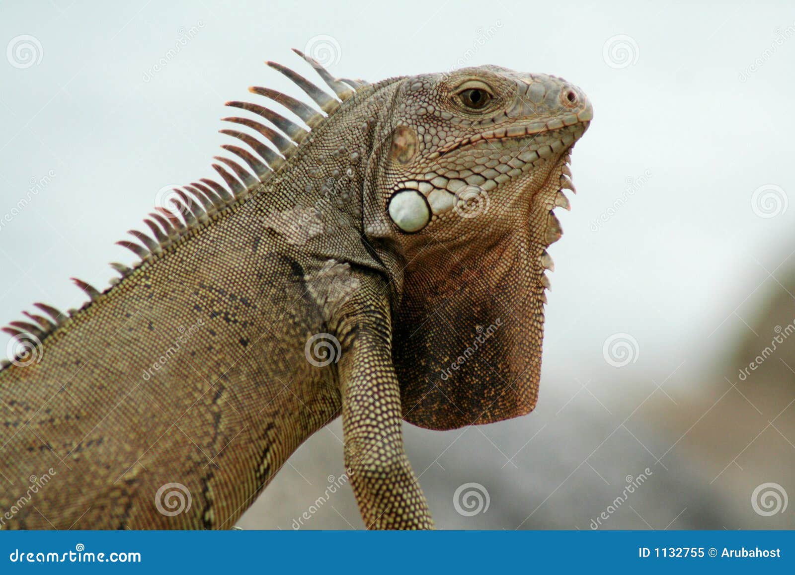 De Leguaan van Aruba stock afbeelding. Image of groen - 1132755