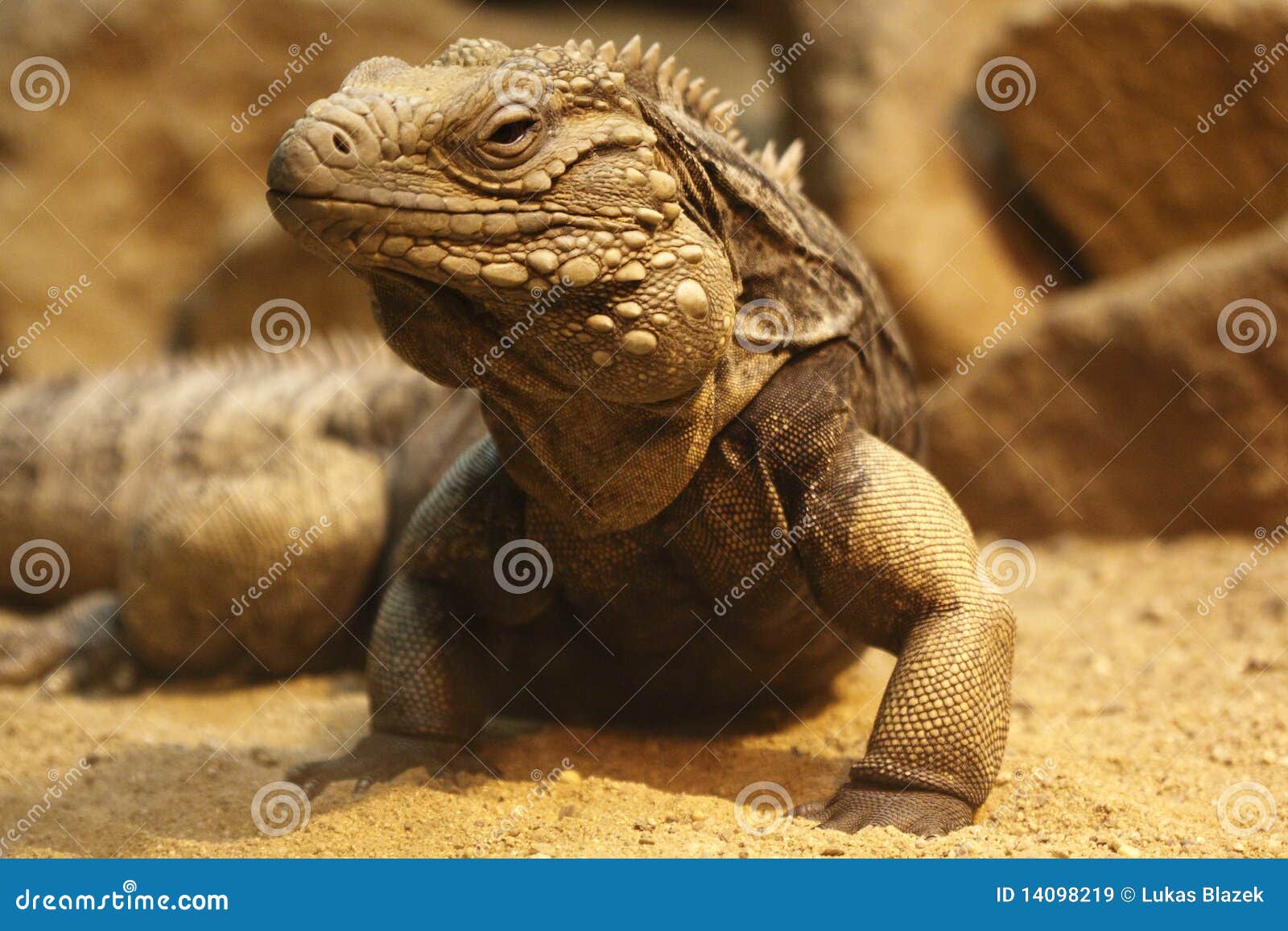 De Leguaan Van De Kaaiman Brac Stock Afbeelding - Image of eilanden ...