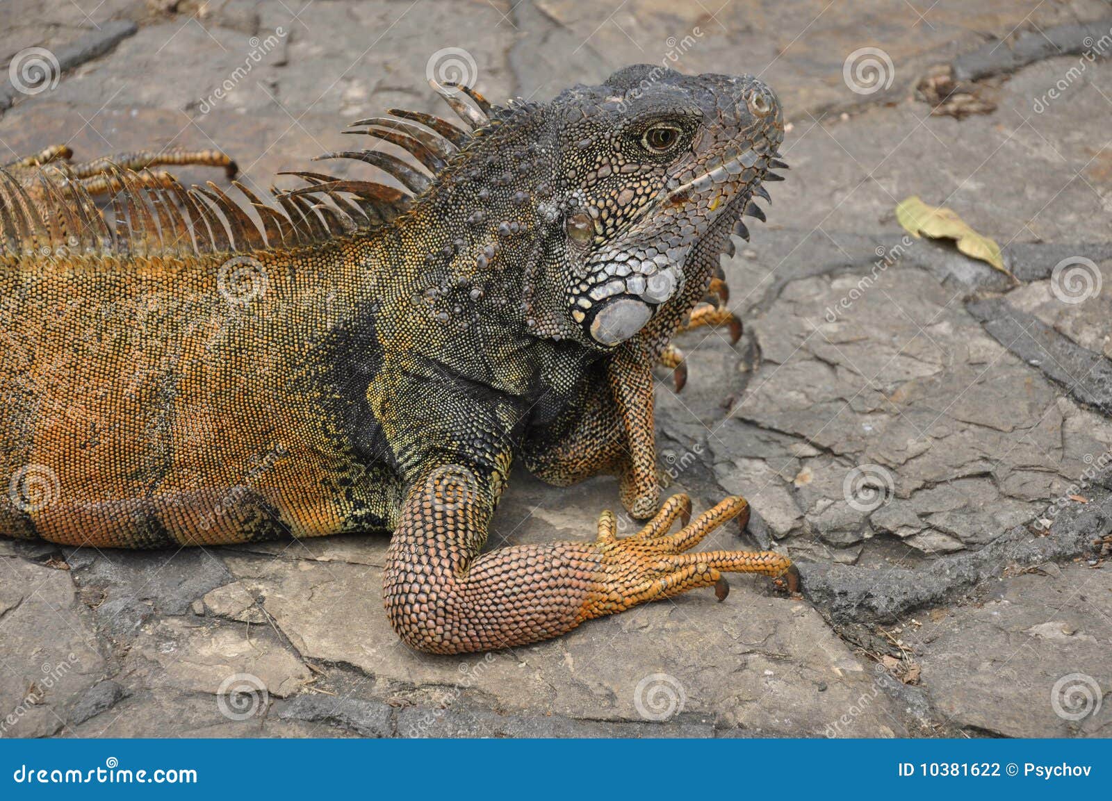 De Leguaan van het land stock foto. Image of ecuador - 10381622