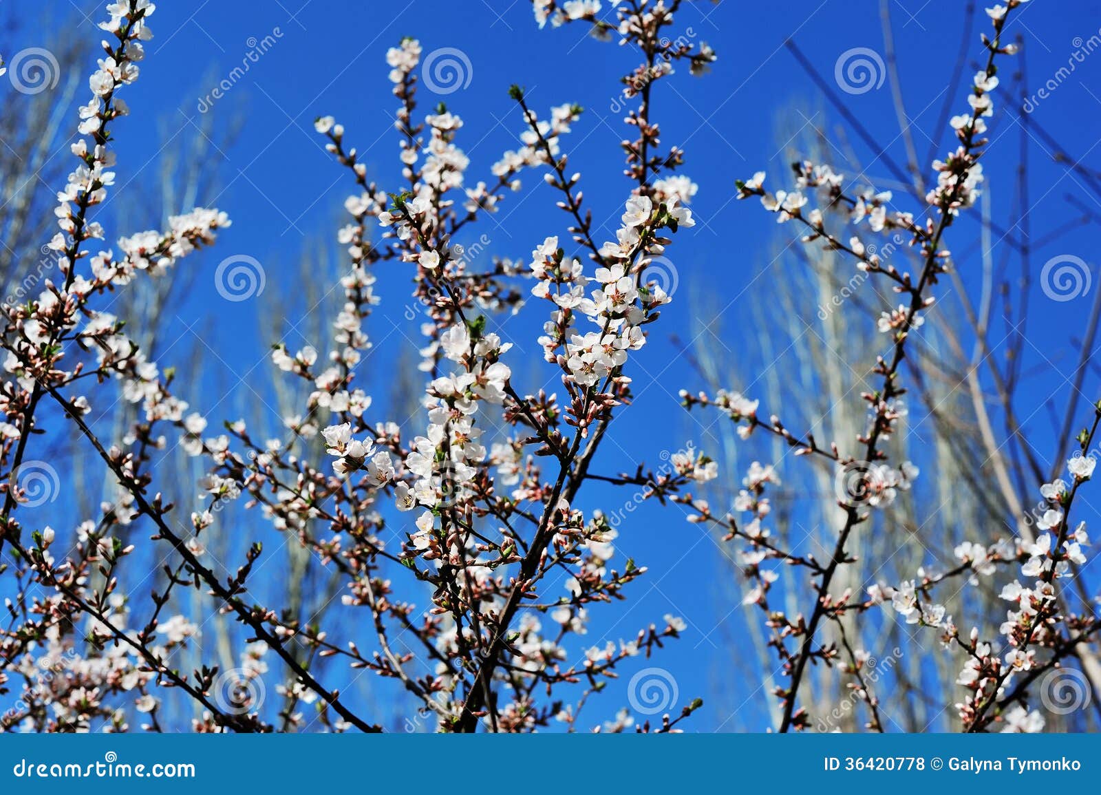 De lente bloeiende bomen stock foto. Image of bloesem - 36420778