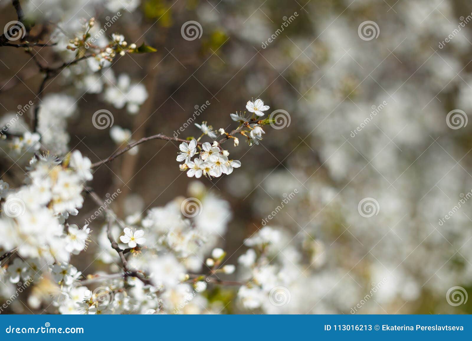De lente, bomenbloemen stock afbeelding. Image of gebied - 113016213