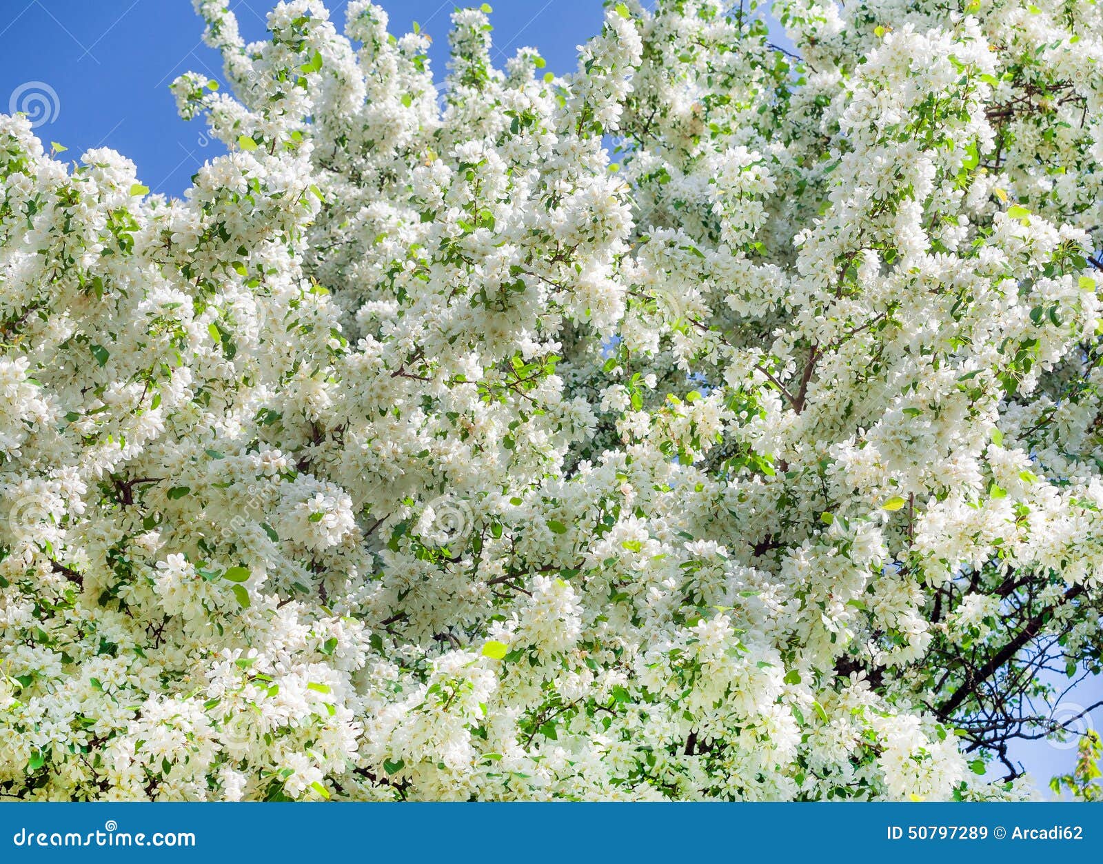 De Lente Witte Bloemen Op De Bomen Stock Afbeelding - Image of seizoen ...