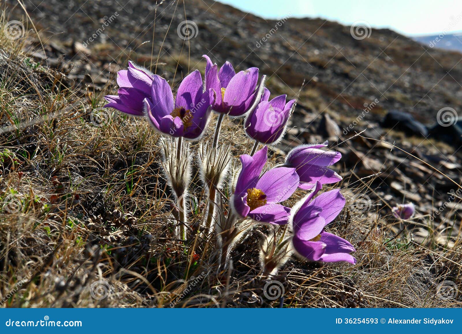 De Lentebloemen in De Toendra Stock Afbeelding - Image of macro, weide ...