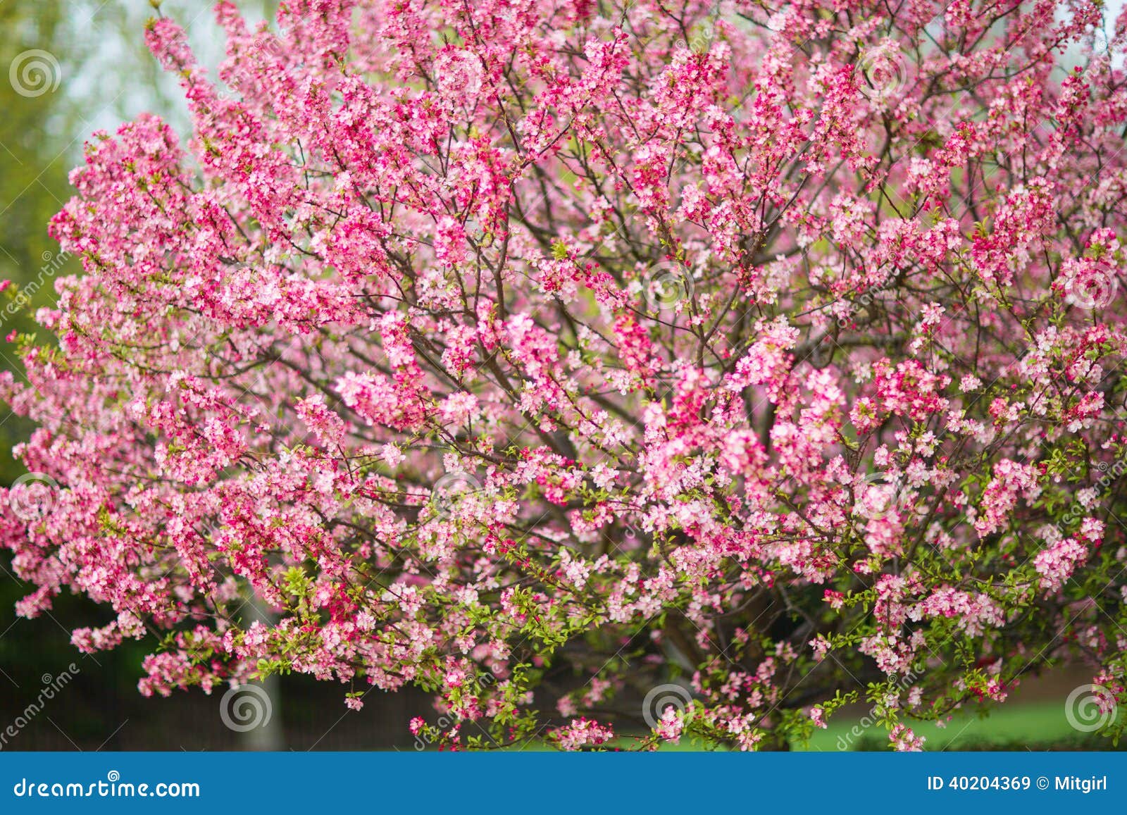 De Lentebloemen Op Een Boom Stock Afbeelding - Image of takken ...