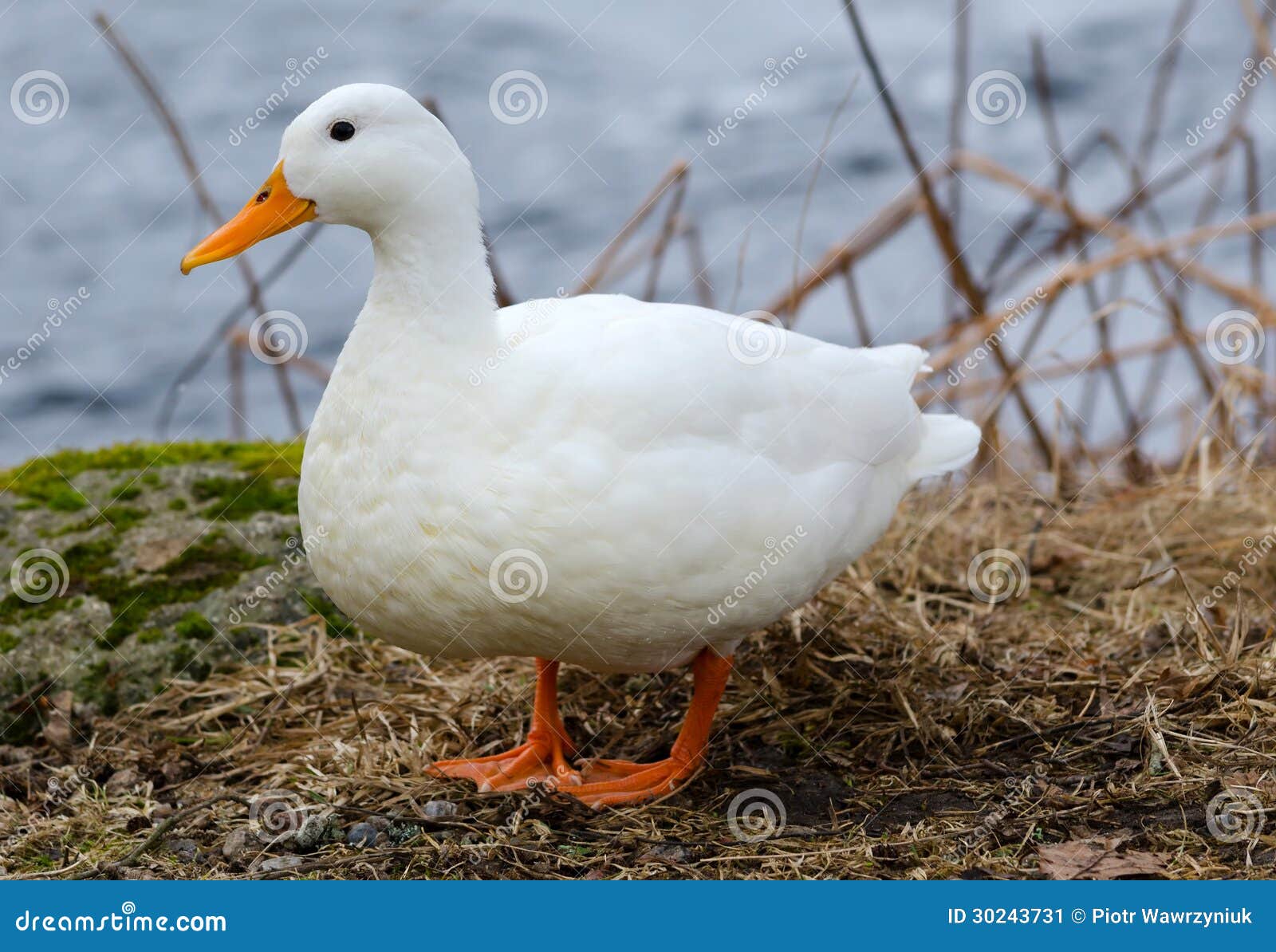 De Lenteportret Van Witte Eend Stock Afbeelding - Image of dier ...
