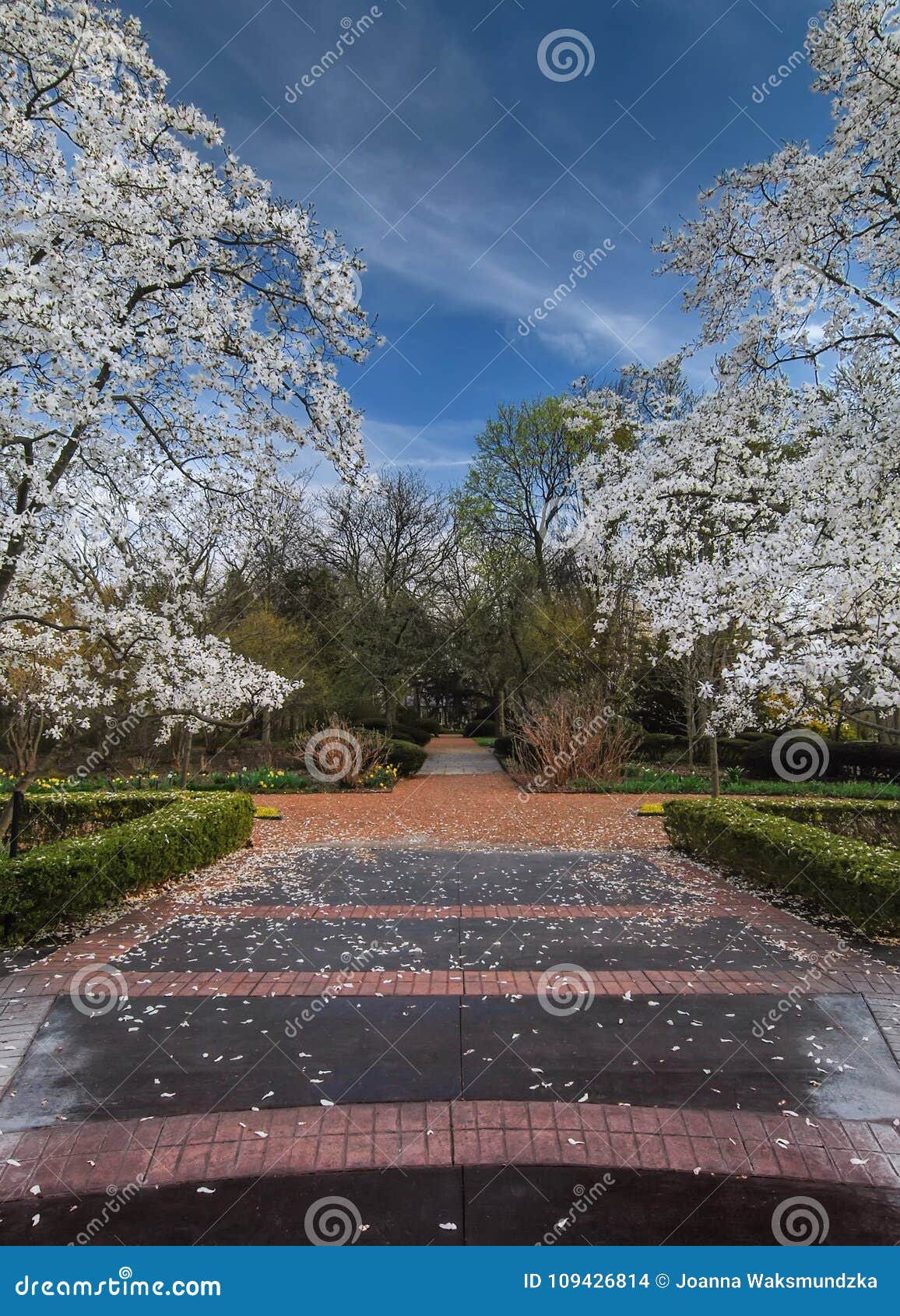 De Lentetuin Met Bloeiende Bomen Stock Foto - Image of nave ...